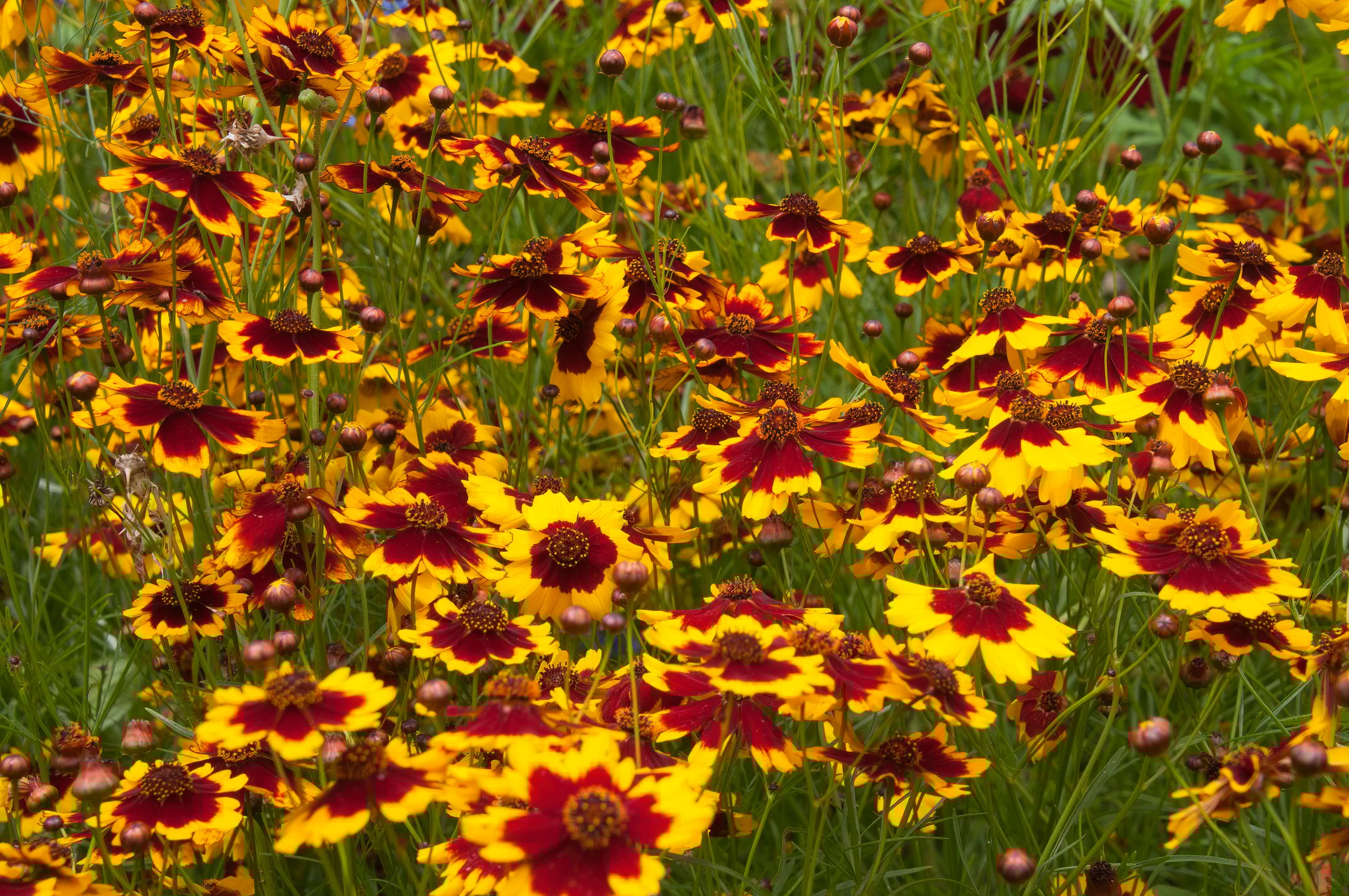 The Ultimate Calliopsis Growing Guide - The Habitat