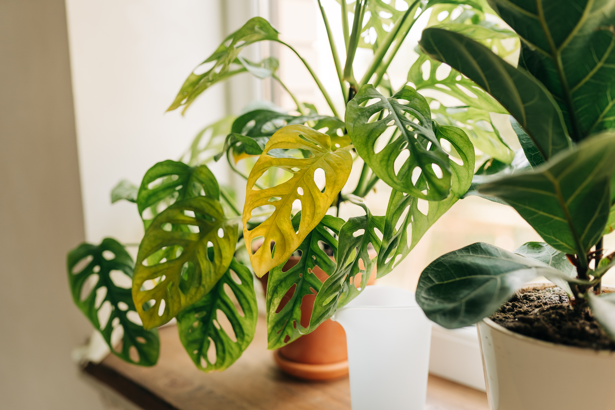 Common Mistakes to Avoid When Growing Monstera Indoors - The Habitat