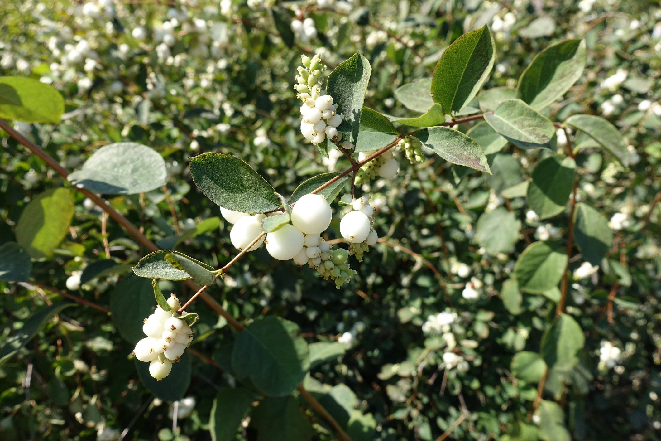 Grow Snowberry in Your Garden This Year - The Habitat