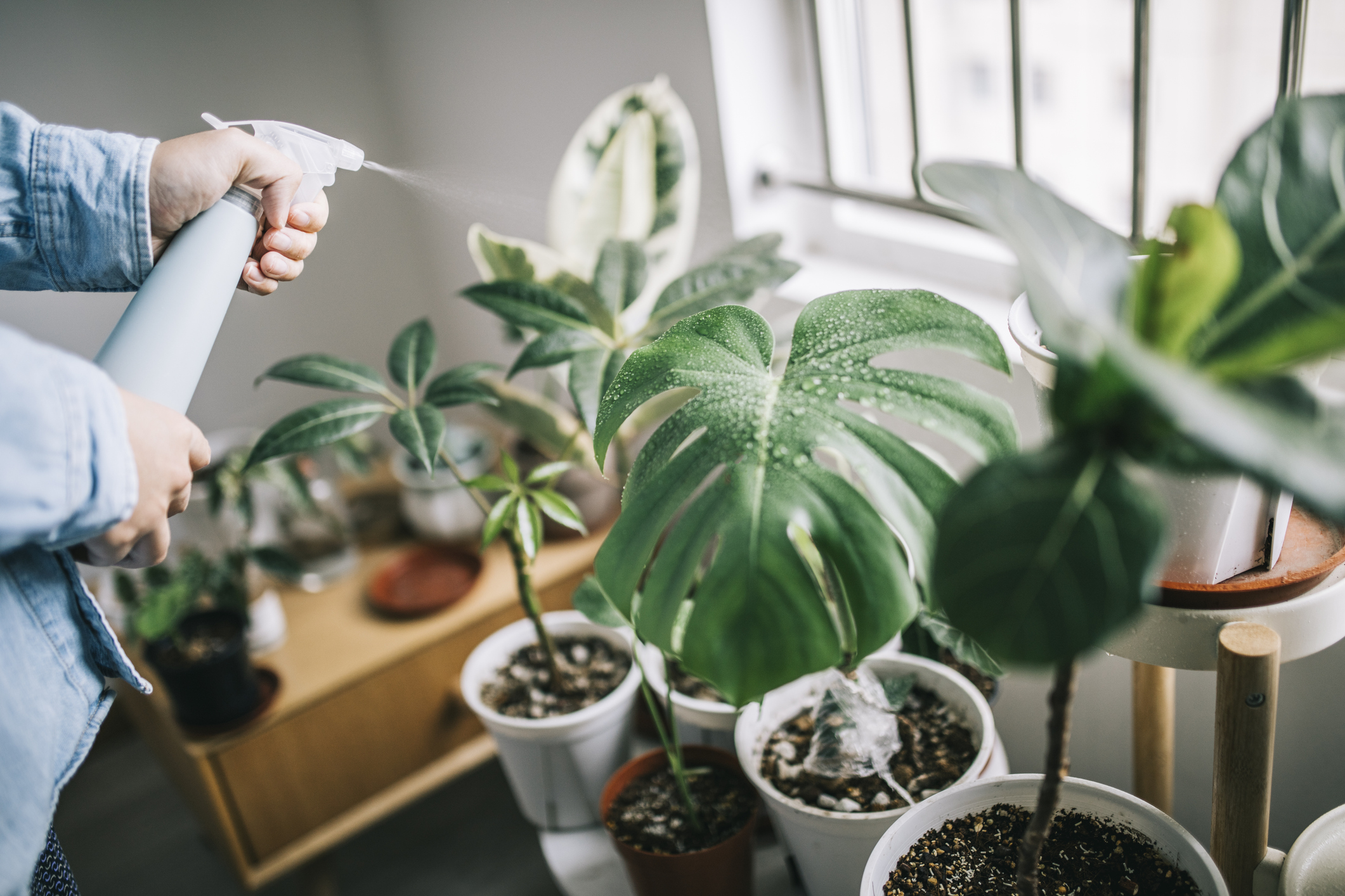 Common Mistakes to Avoid When Growing Monstera Indoors - The Habitat