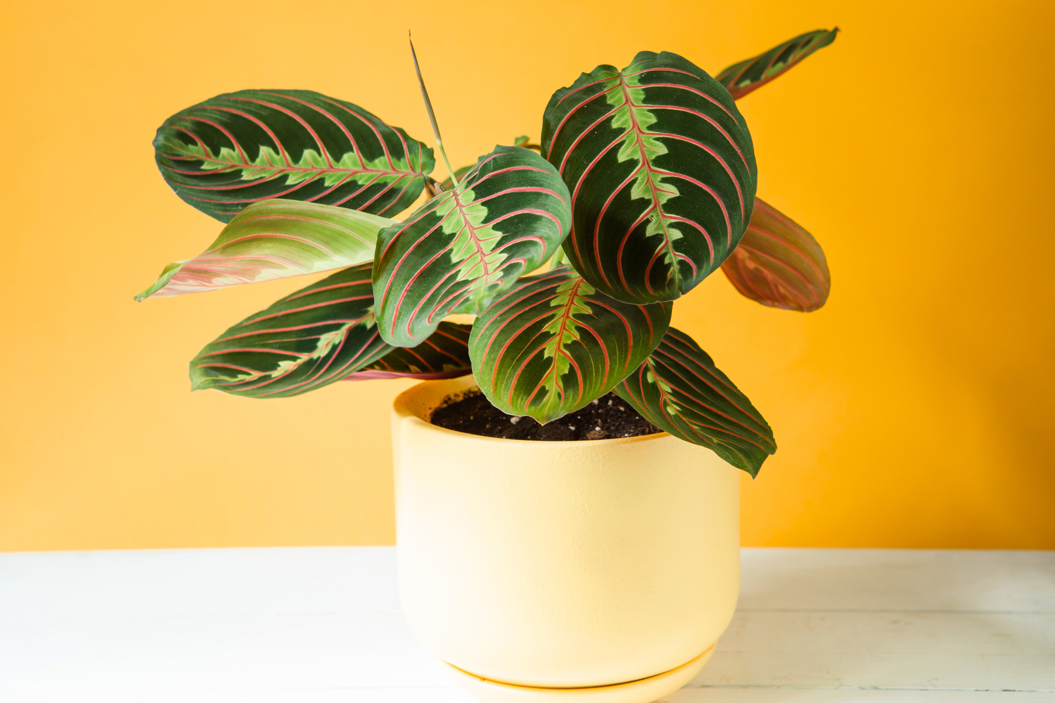 15 Steps to Growing a Robust Prayer Plant - The Habitat