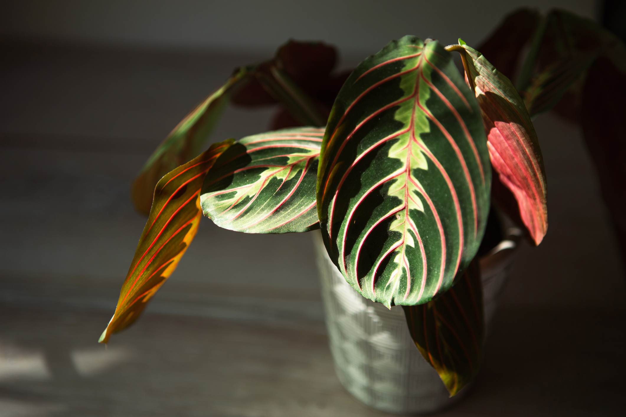 15 Steps to Growing a Robust Prayer Plant - The Habitat