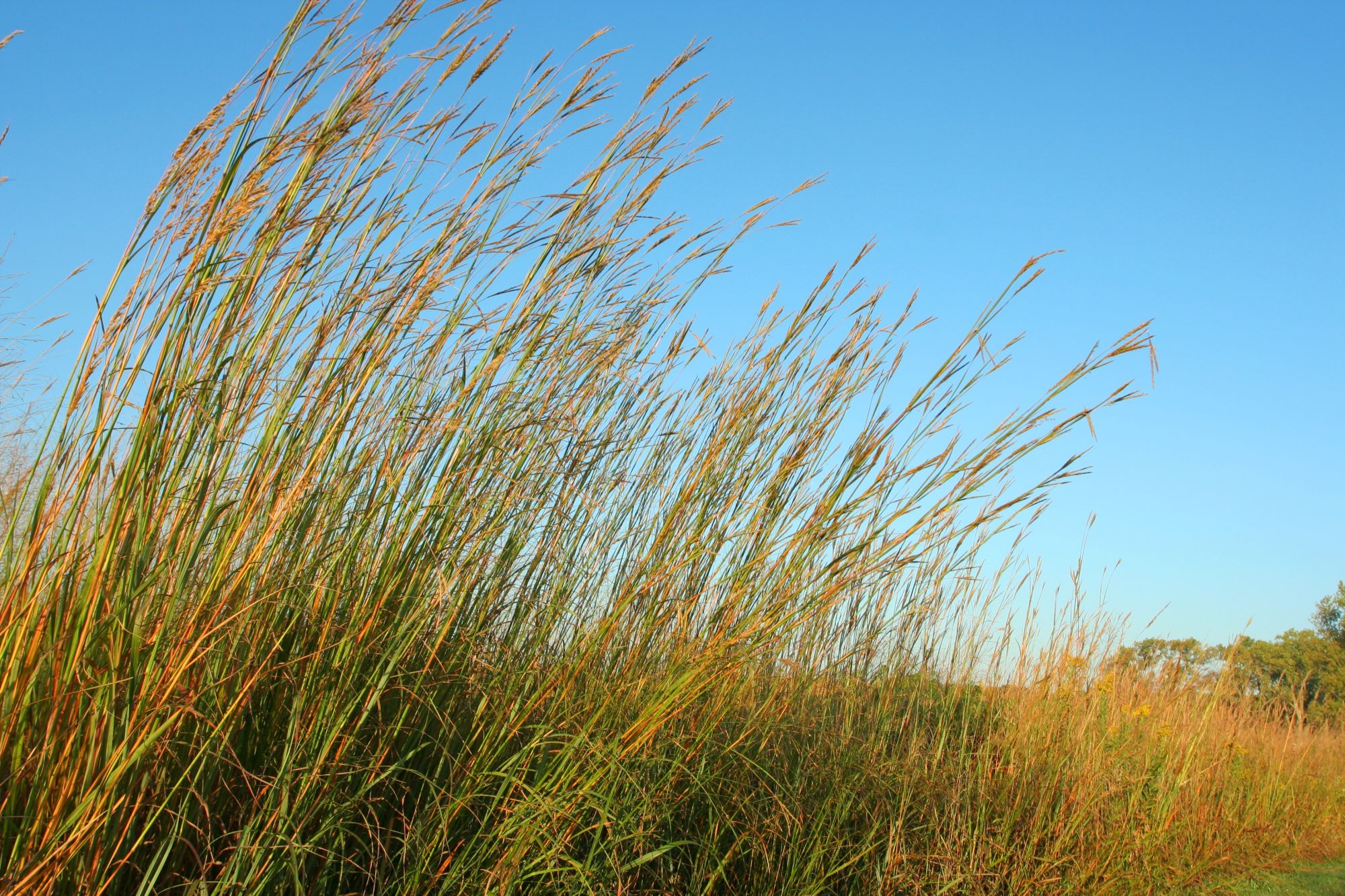 Growing Big Bluestem: A Helpful How-To Guide - The Habitat