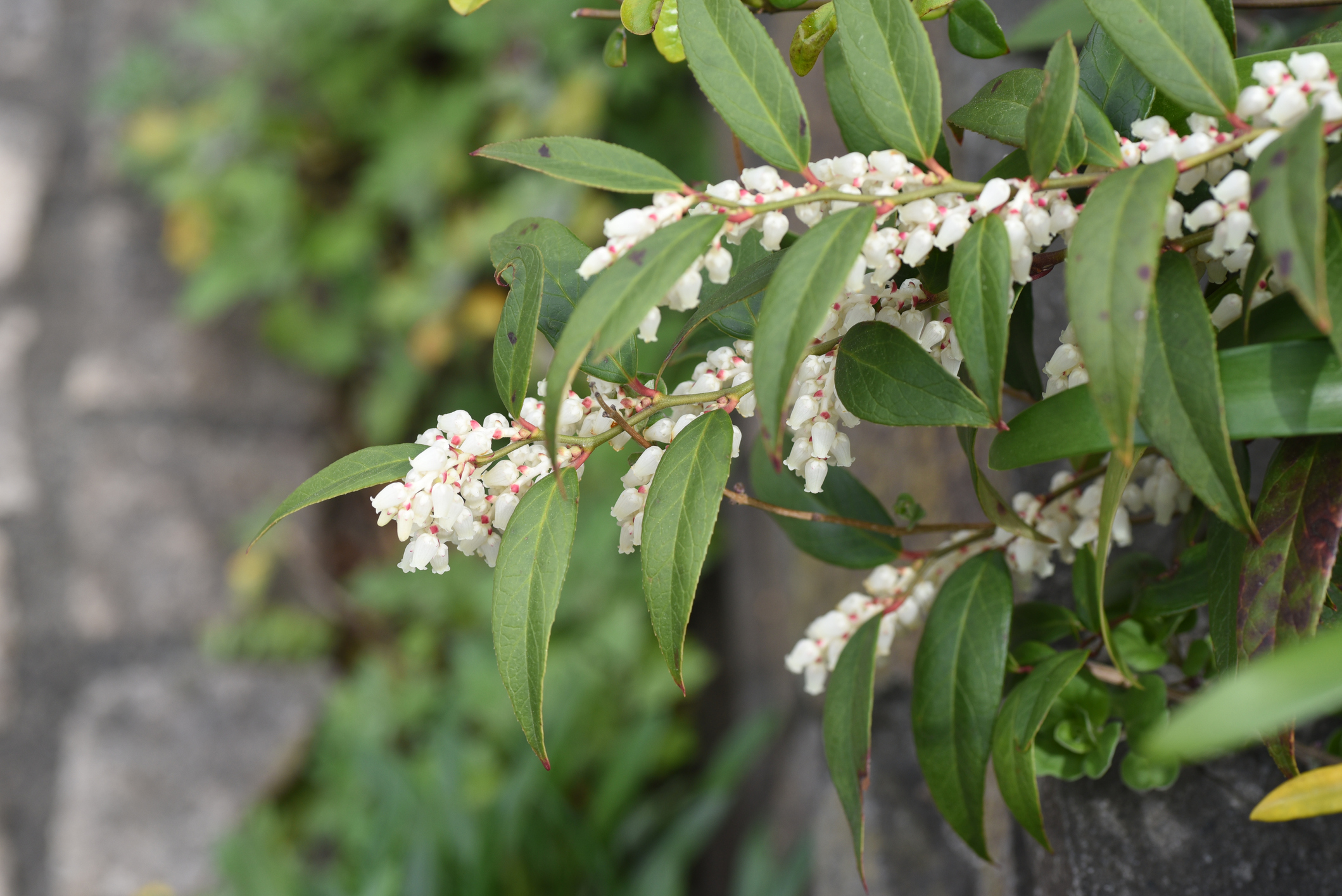 10 Must-Have Shade Shrubs - The Habitat