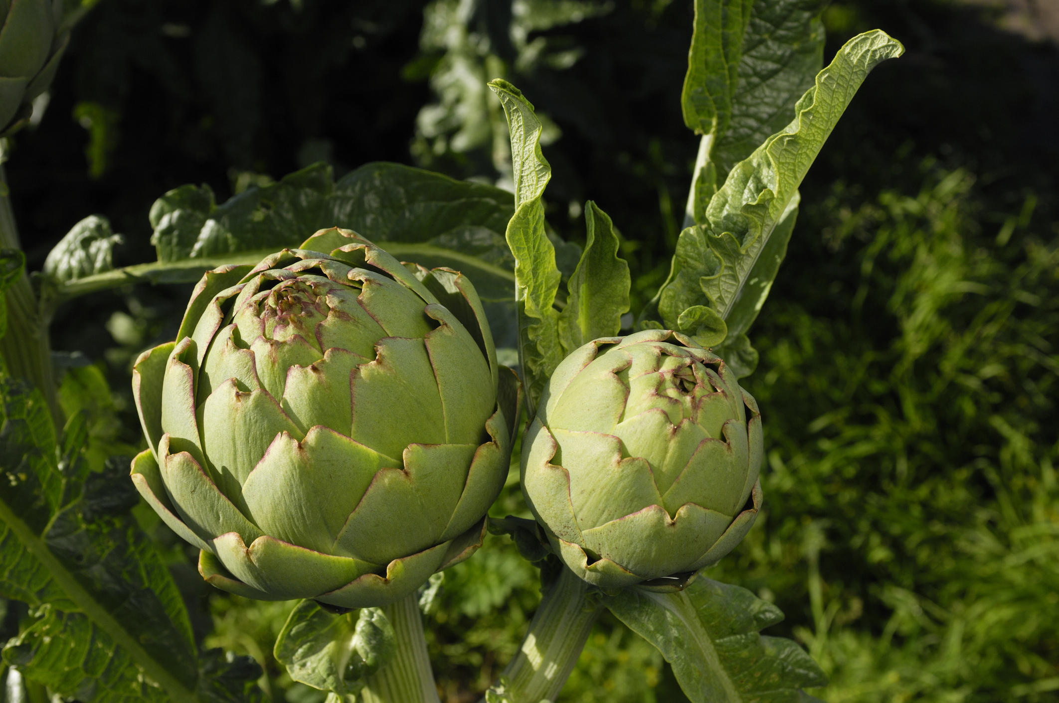 15 Ways to Grow and Care for Butterbur Plants - The Habitat
