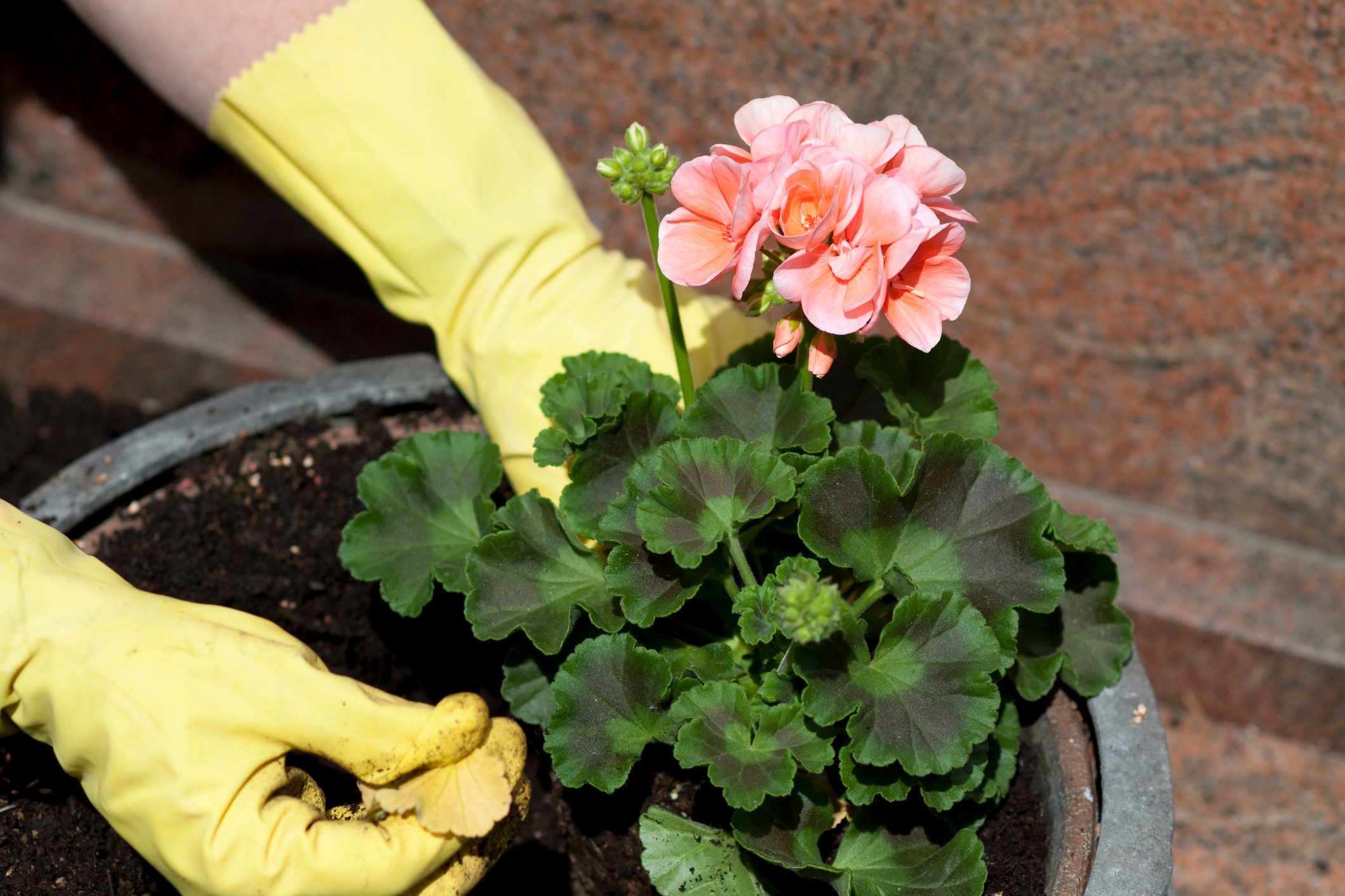 15 Easy Steps to Growing Geraniums - The Habitat