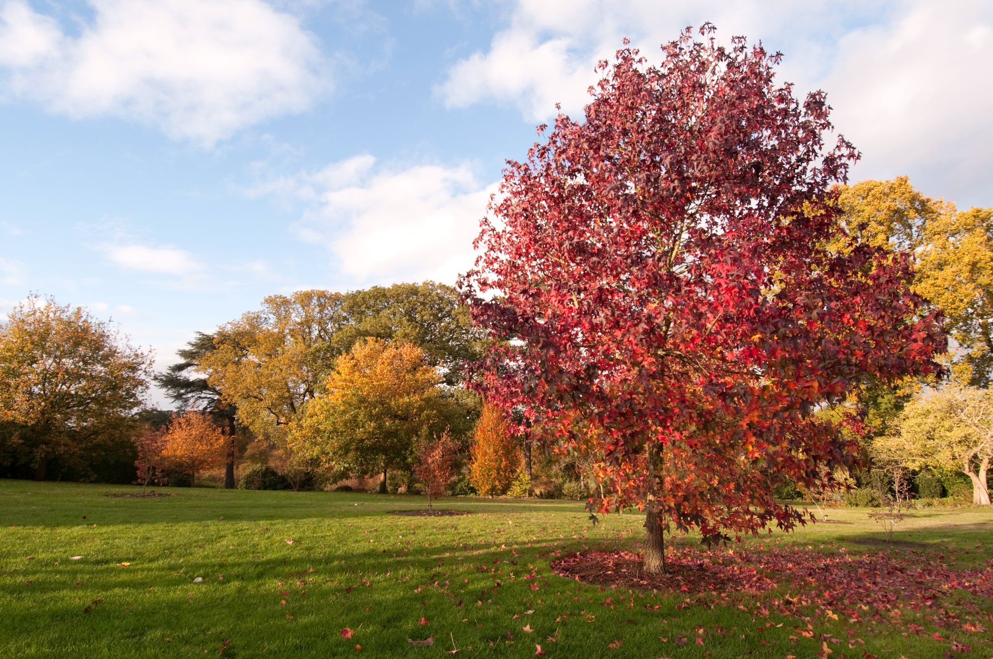 Growing Your Own Sweetgum Tree - The Habitat