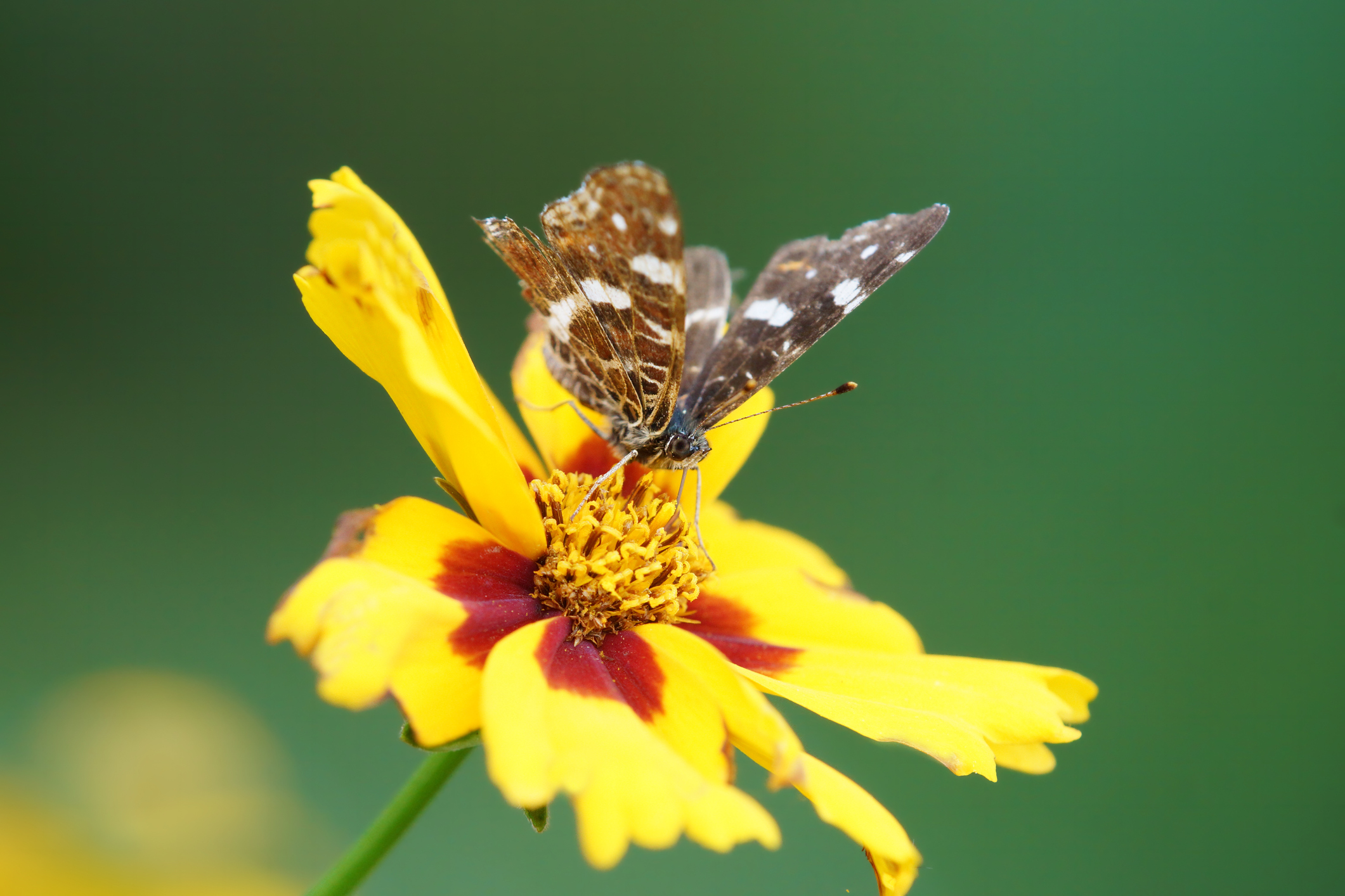 The Ultimate Calliopsis Growing Guide - The Habitat