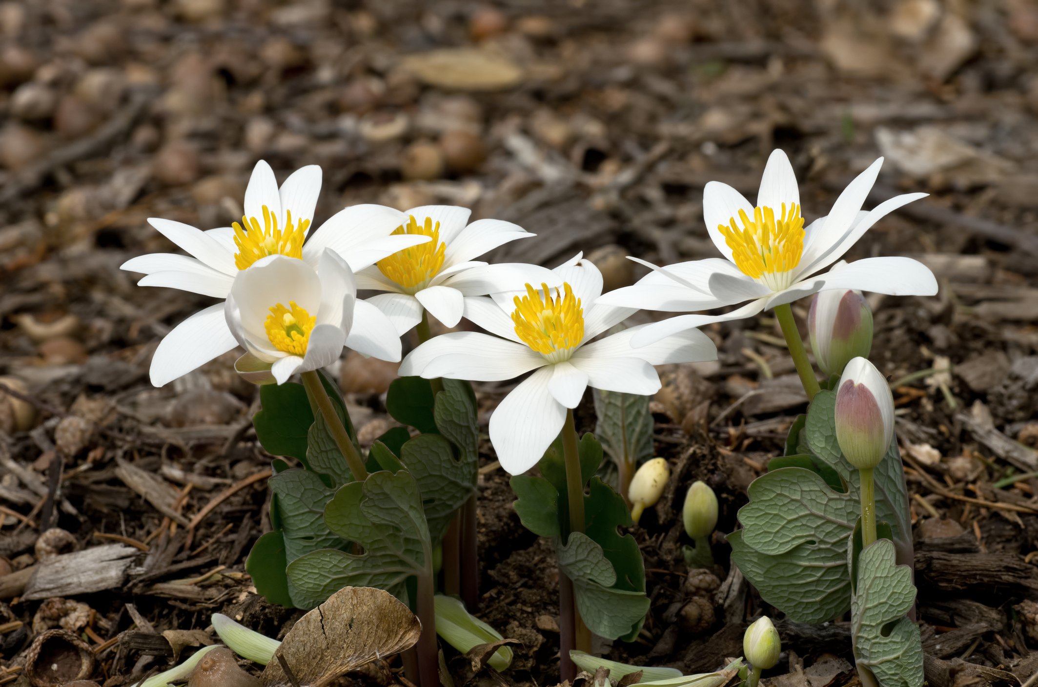How to Grow Your Own Bloodroot Plant - The Habitat