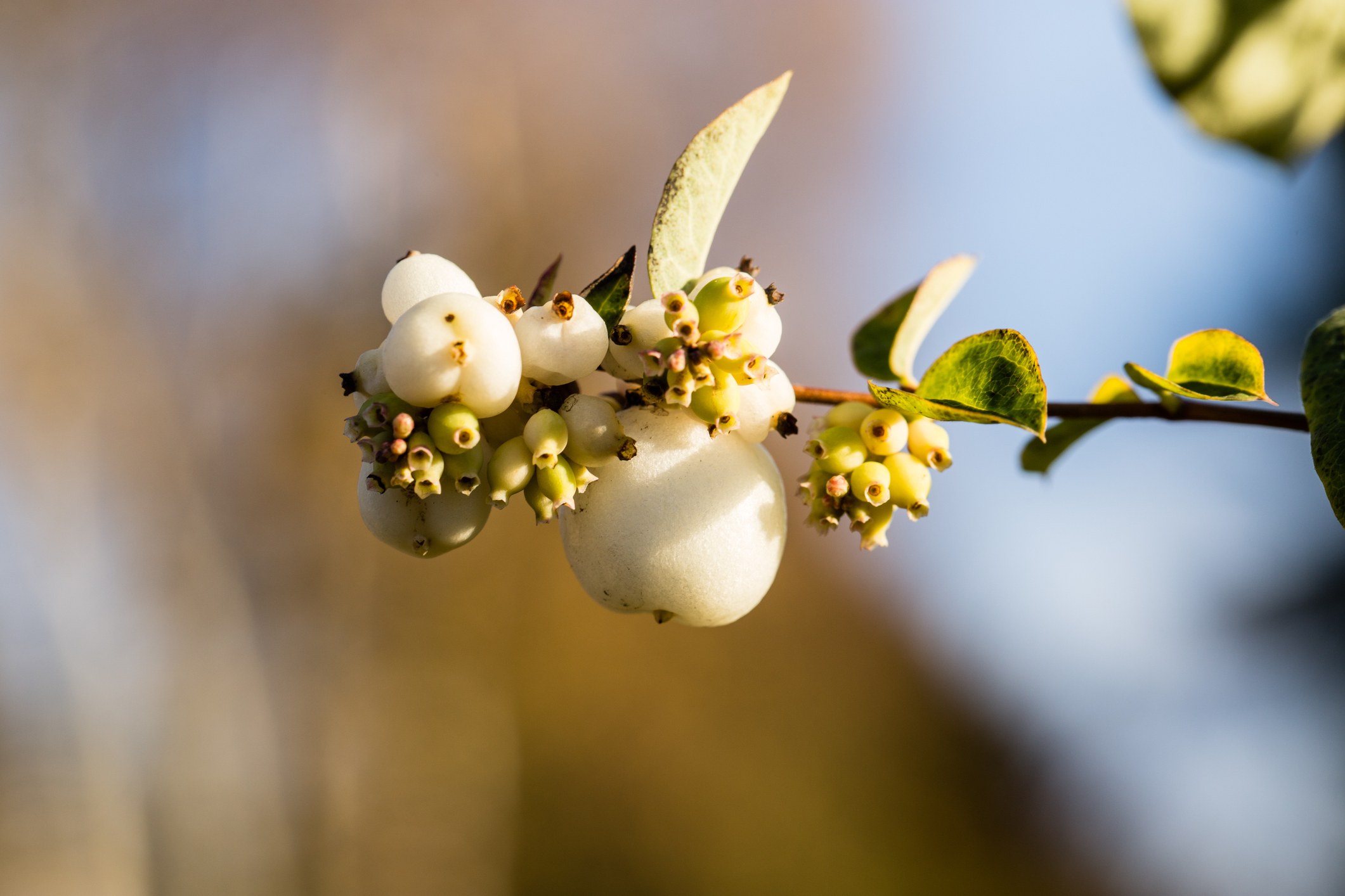 Grow Snowberry in Your Garden This Year - The Habitat