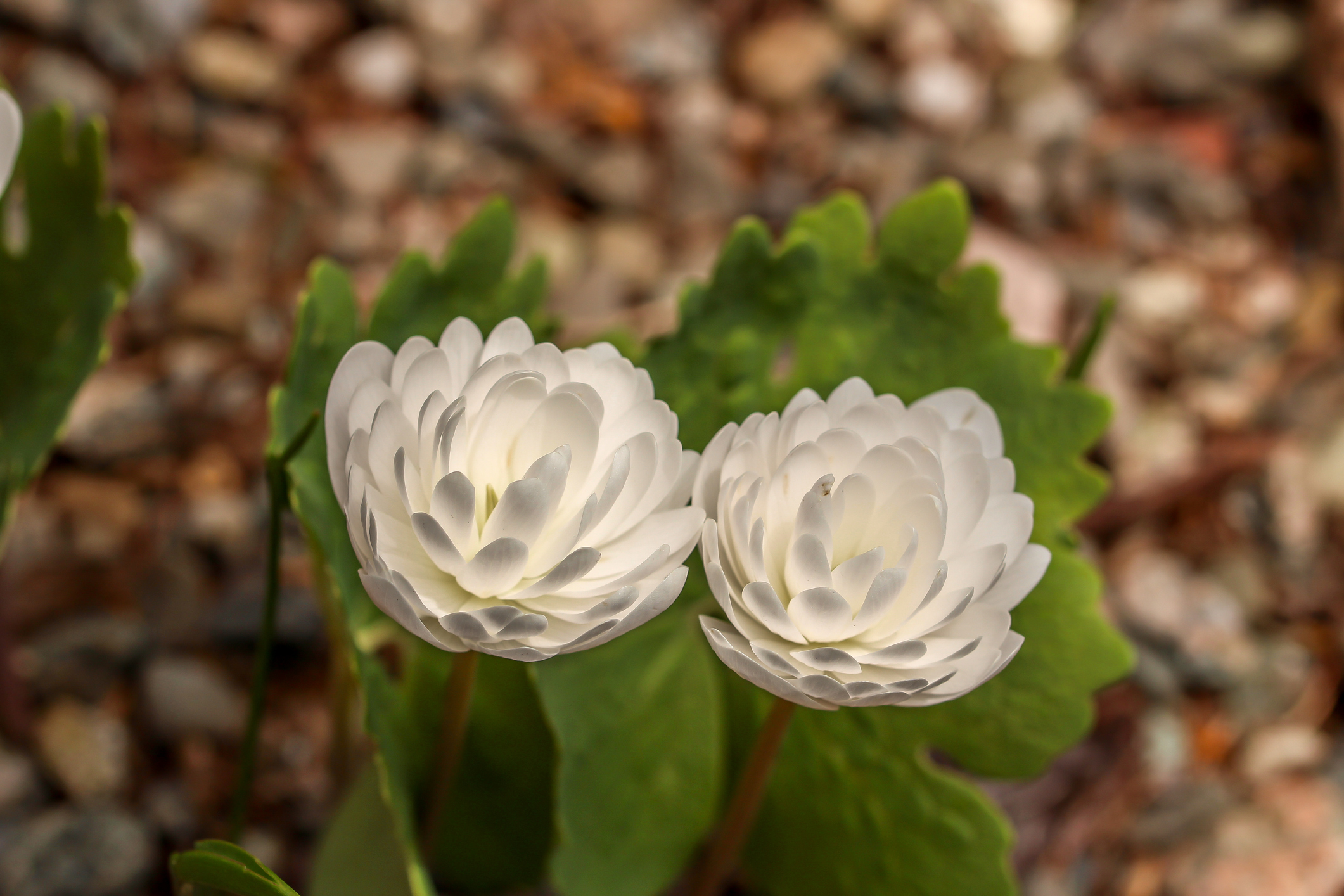How to Grow Your Own Bloodroot Plant - The Habitat