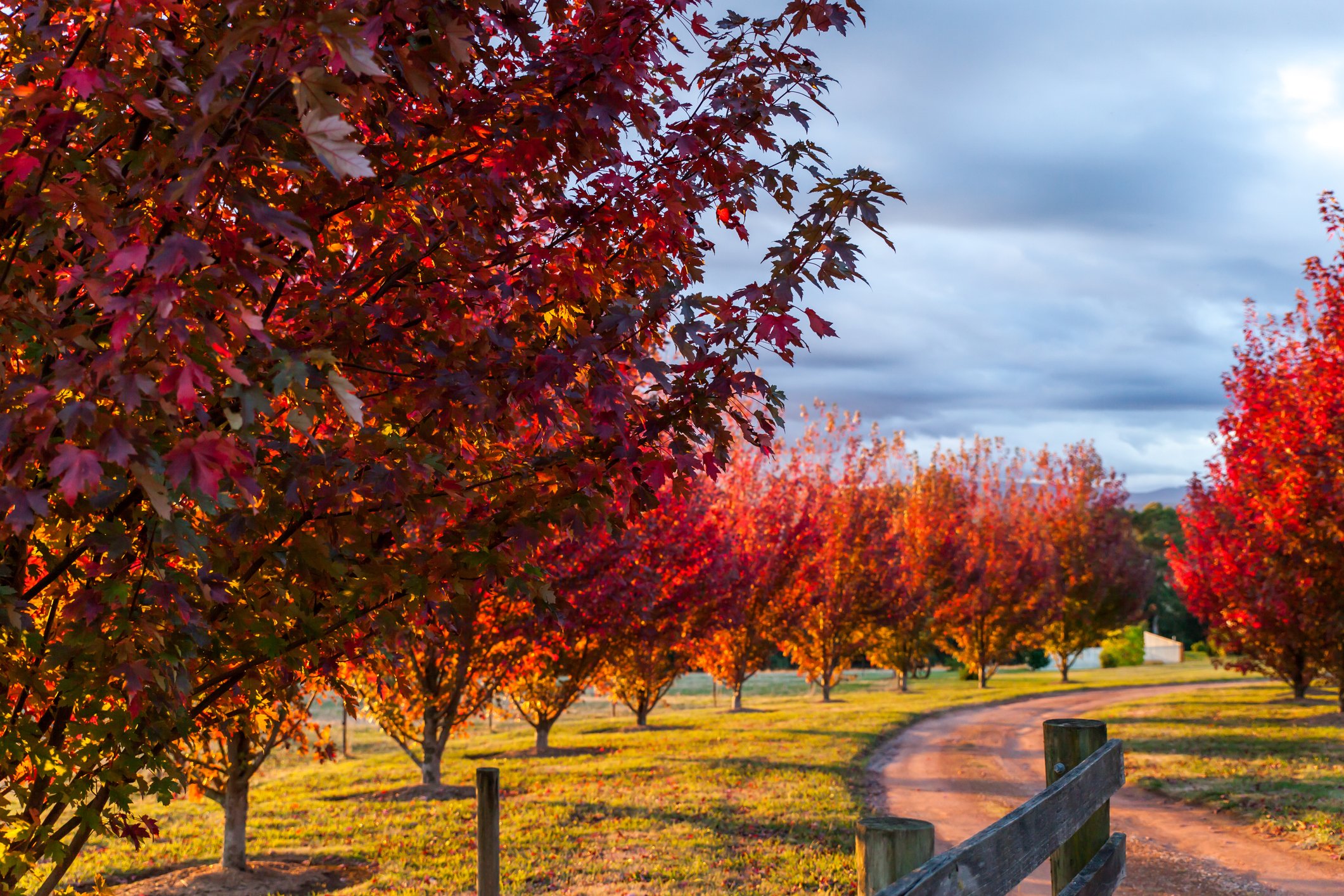 Growing Your Own Sweetgum Tree - The Habitat