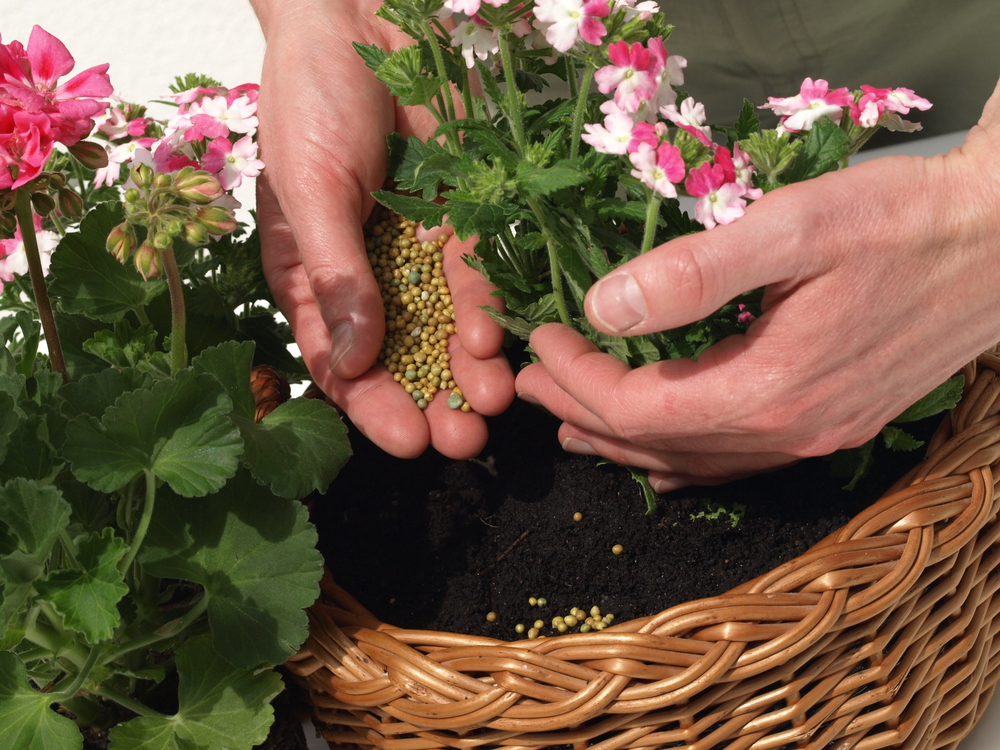15 Easy Steps to Growing Geraniums - The Habitat