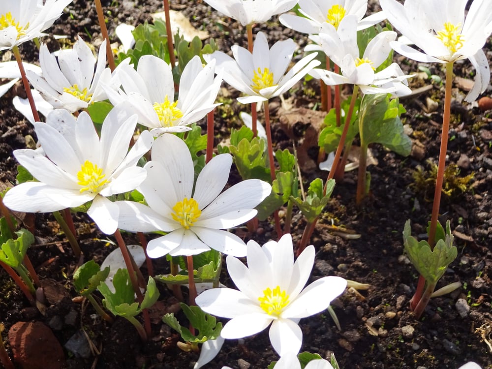 How to Grow Your Own Bloodroot Plant - The Habitat