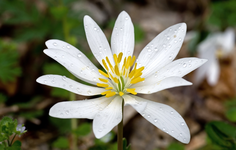 How to Grow Your Own Bloodroot Plant - The Habitat