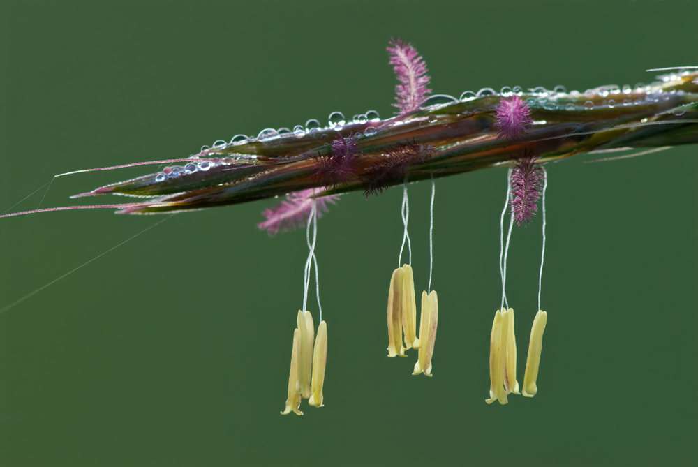 Growing Big Bluestem: A Helpful How-To Guide - The Habitat