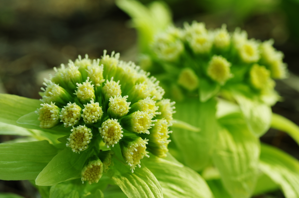 15 Ways to Grow and Care for Butterbur Plants - The Habitat
