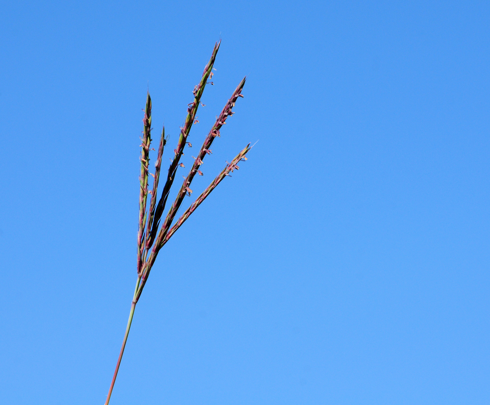 Growing Big Bluestem: A Helpful How-To Guide - The Habitat
