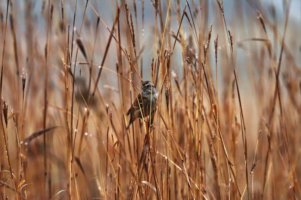 Growing Big Bluestem: A Helpful How-To Guide - The Habitat