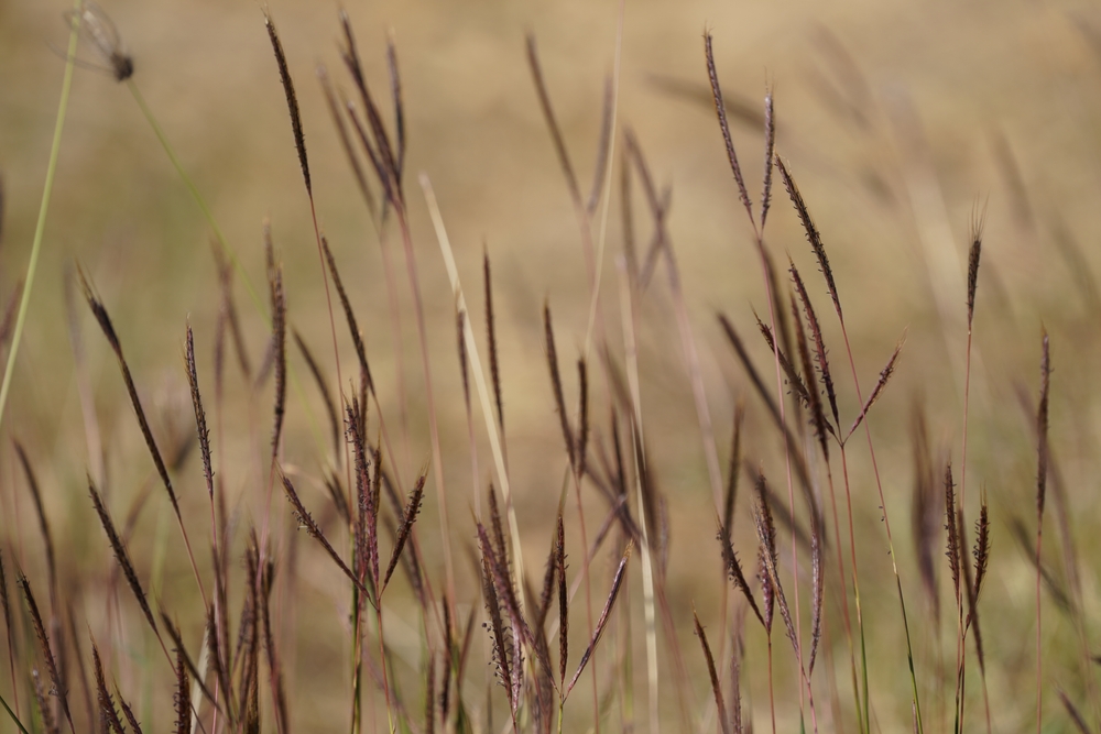 Growing Big Bluestem: A Helpful How-To Guide - The Habitat
