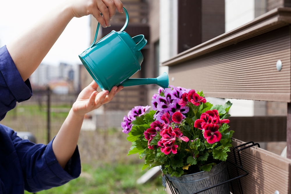 15 Easy Steps to Growing Geraniums - The Habitat