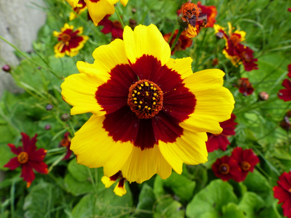 The Ultimate Calliopsis Growing Guide - The Habitat