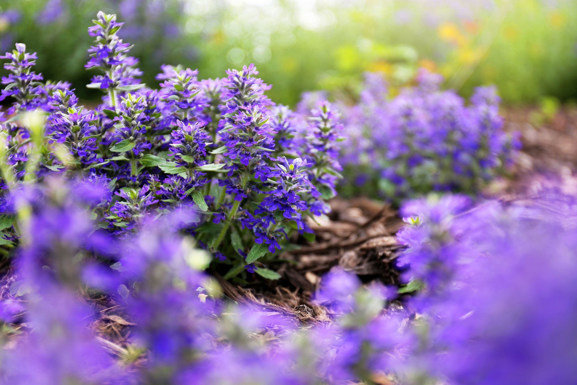 Great Groundcover: How to Cultivate Ajuga - The Habitat
