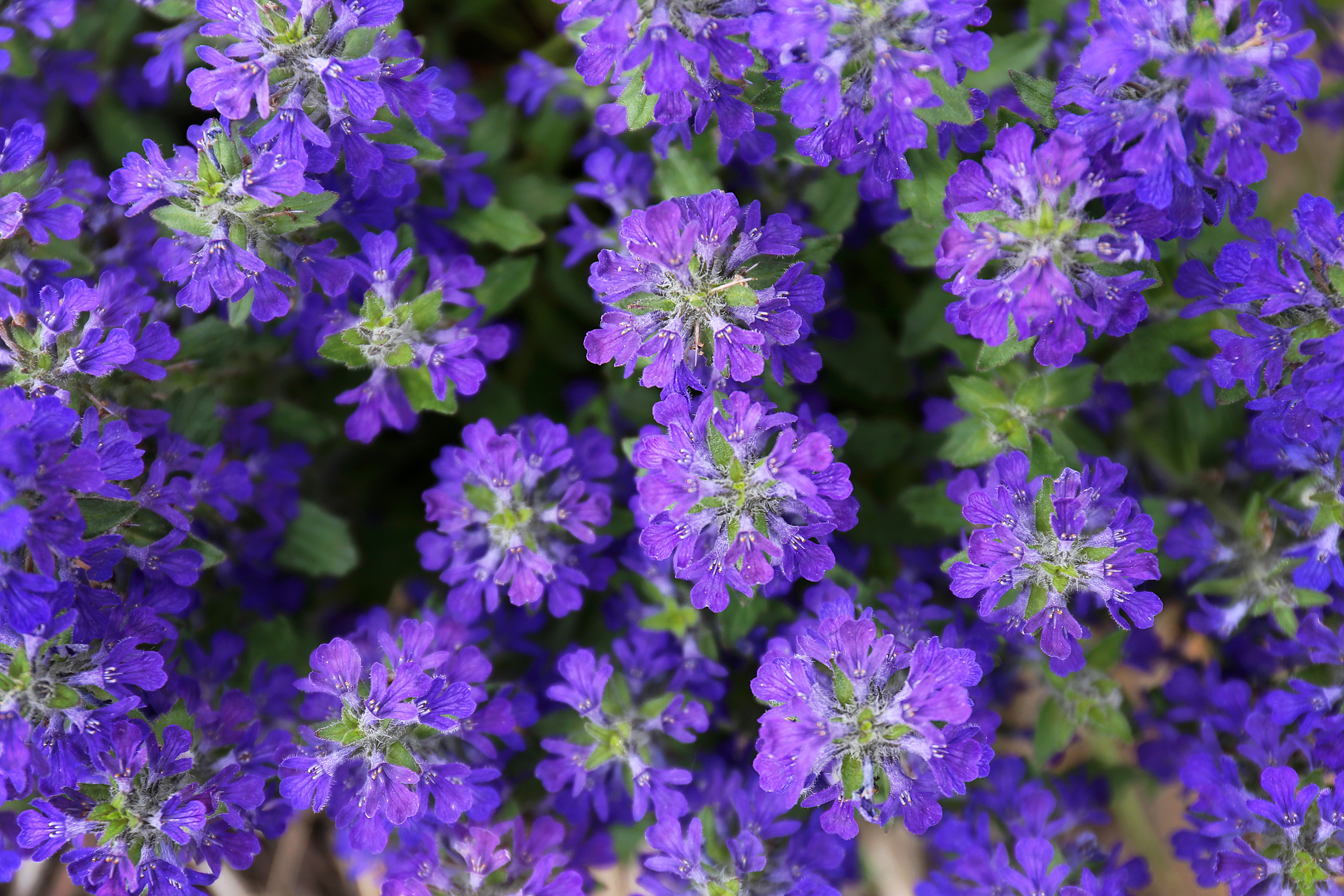 Great Groundcover: How to Cultivate Ajuga - The Habitat