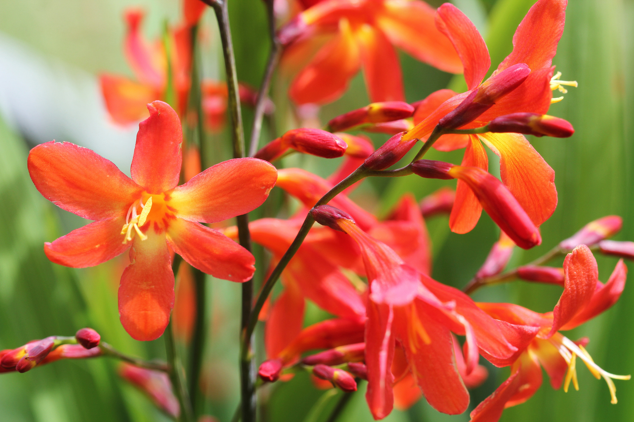 Add Color to Your Garden With Crocosmia - The Habitat