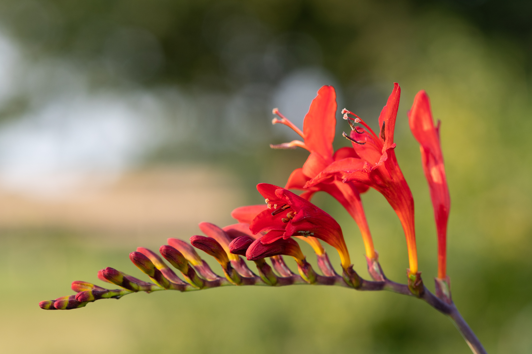 Add Color to Your Garden With Crocosmia - The Habitat
