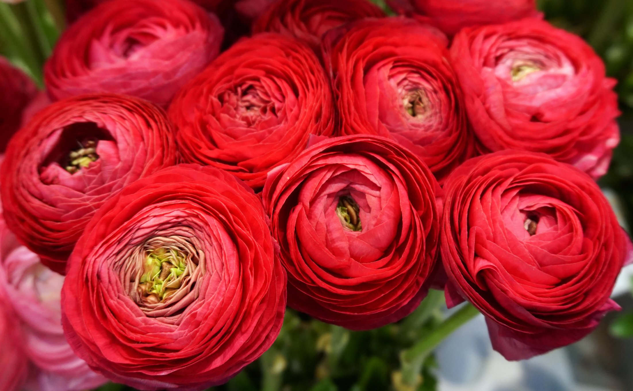 How to Grow Ranunculus - The Habitat