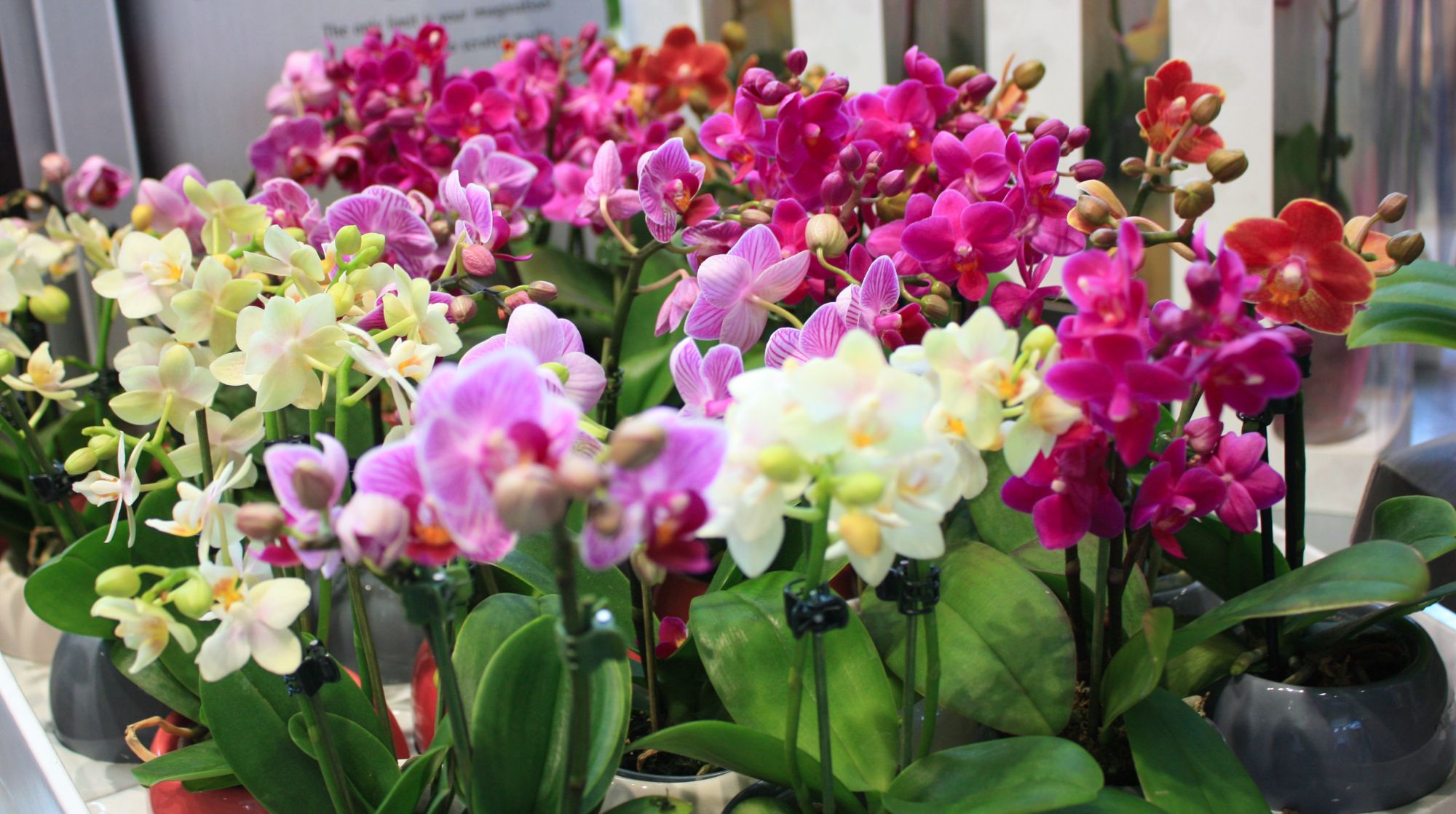 Orchid Care 101: A Comprehensive Guide for Beginners - The Habitat
