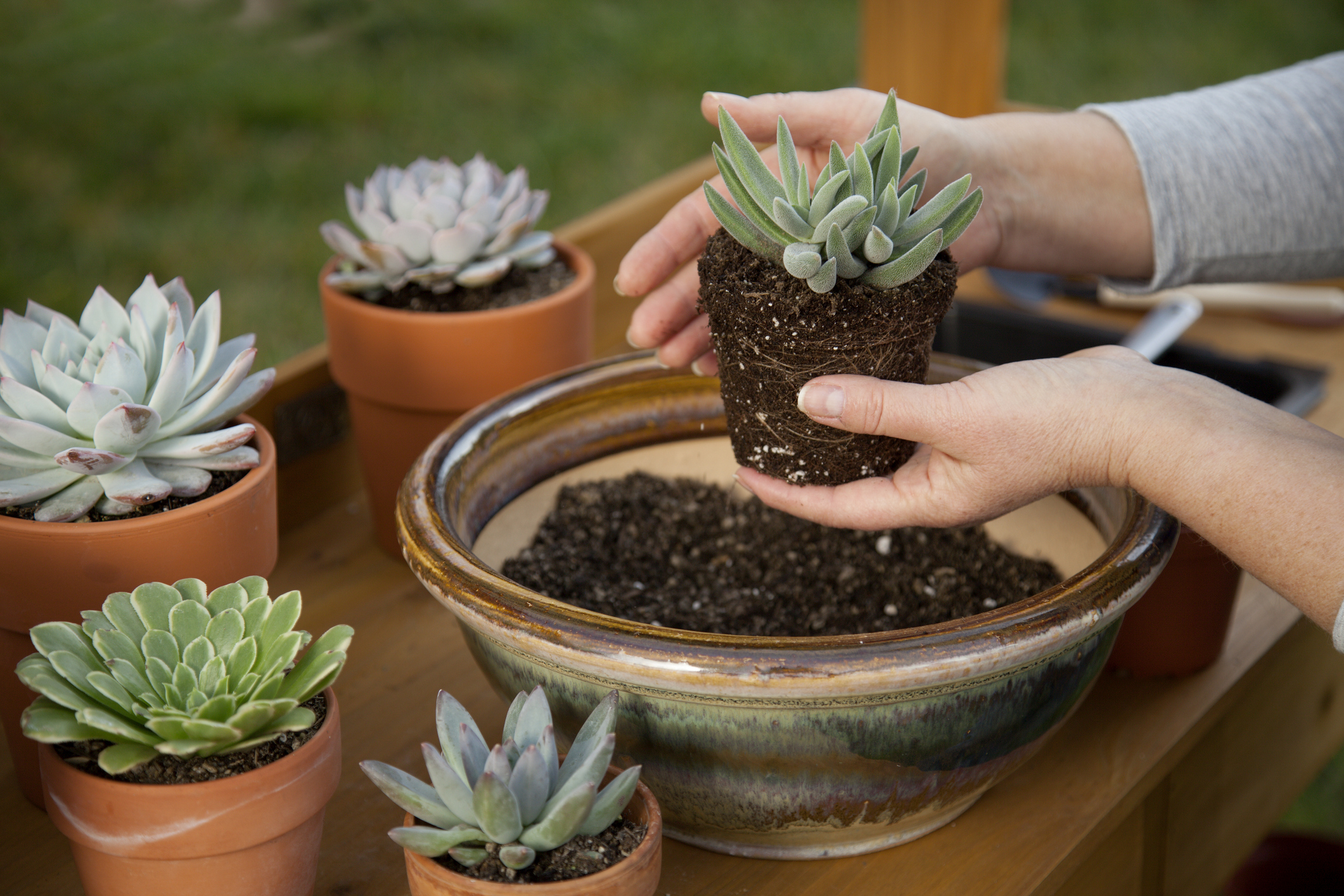 15 Simple Tips for Transplanting or Repotting Succulents - The Habitat
