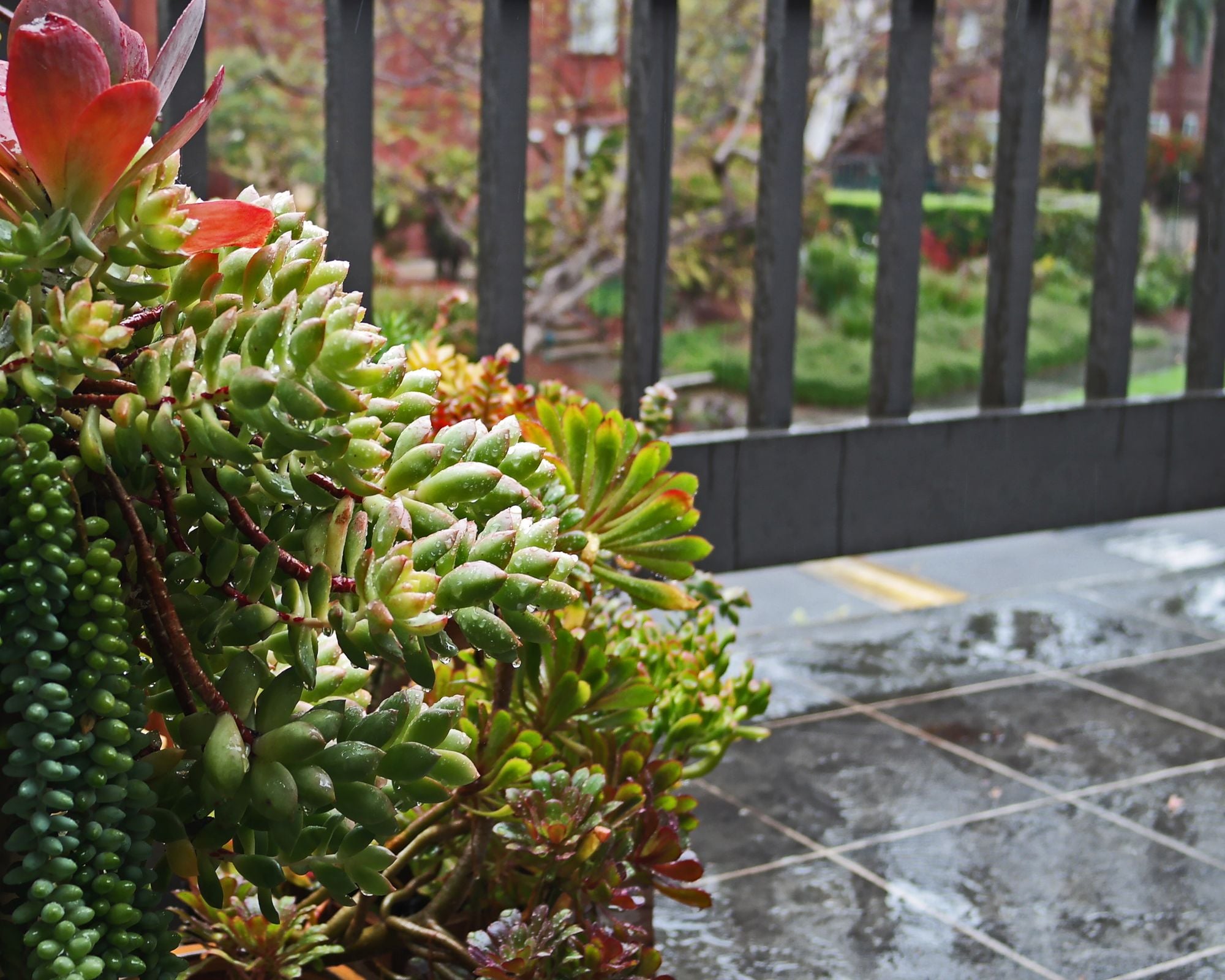FAQs About Growing Succulents Outdoors - The Habitat