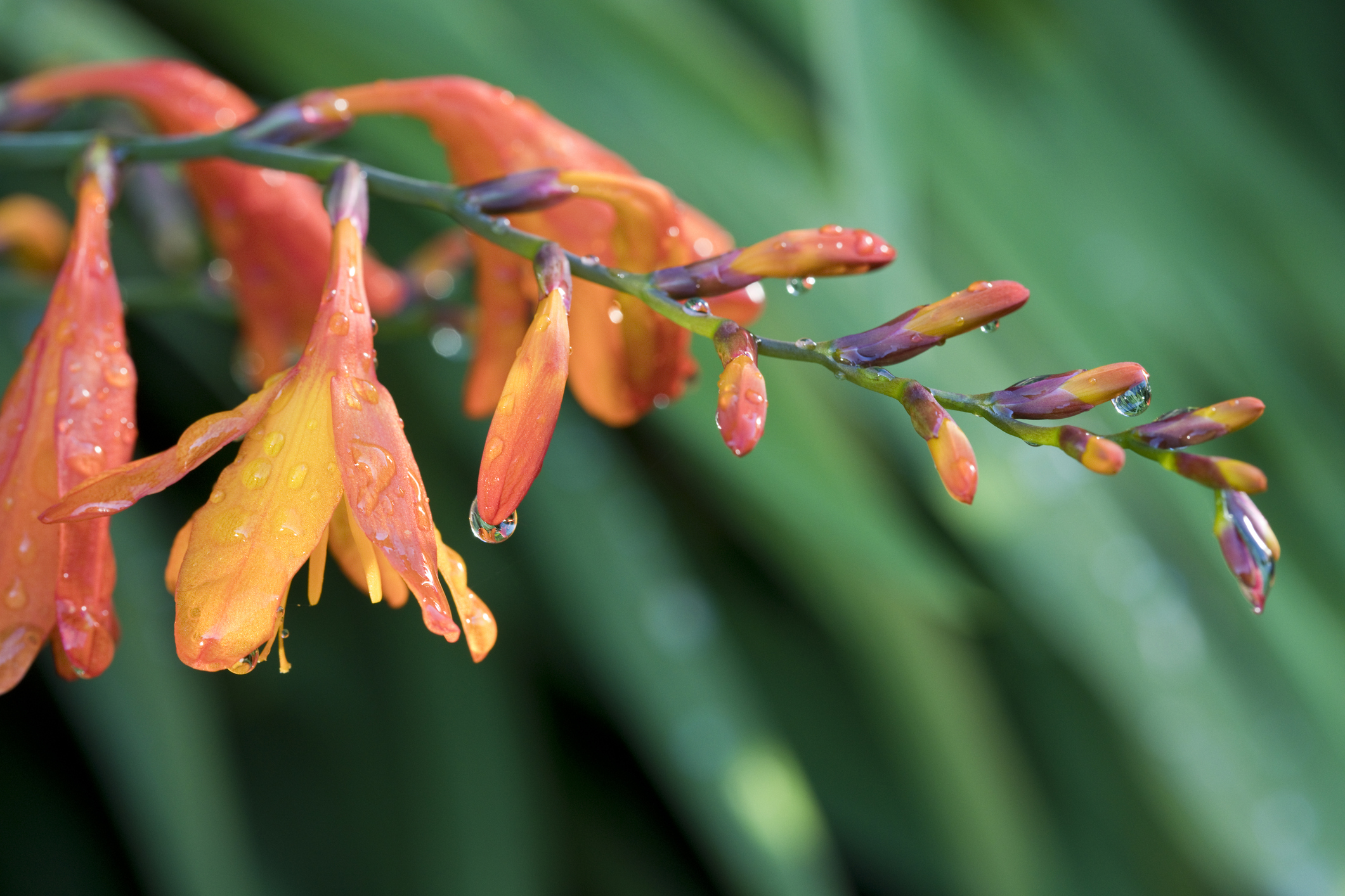 Add Color to Your Garden With Crocosmia - The Habitat