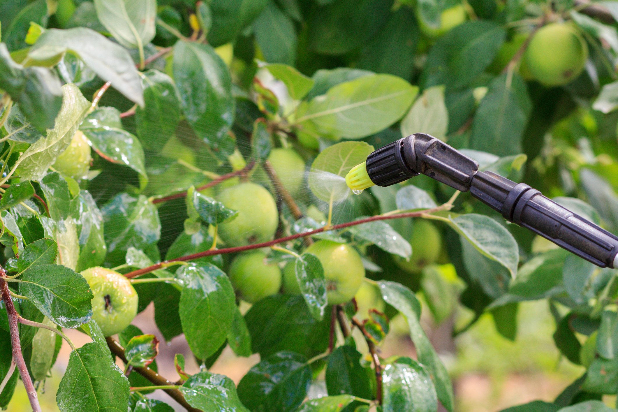 10 Tips for Healthy Fruit Trees - The Habitat