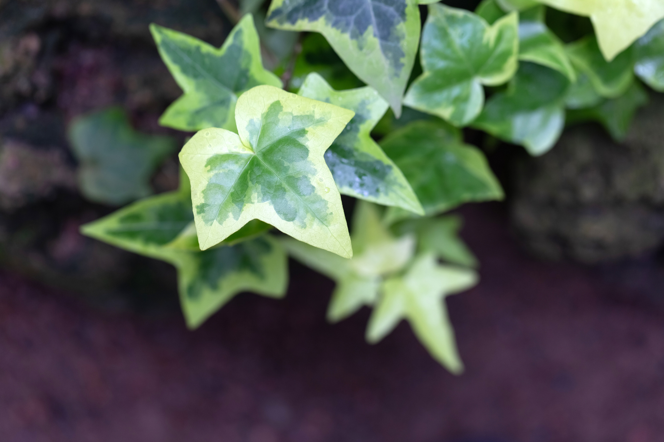 How to Grow Algerian Ivy (Hedera Canariensis) - The Habitat