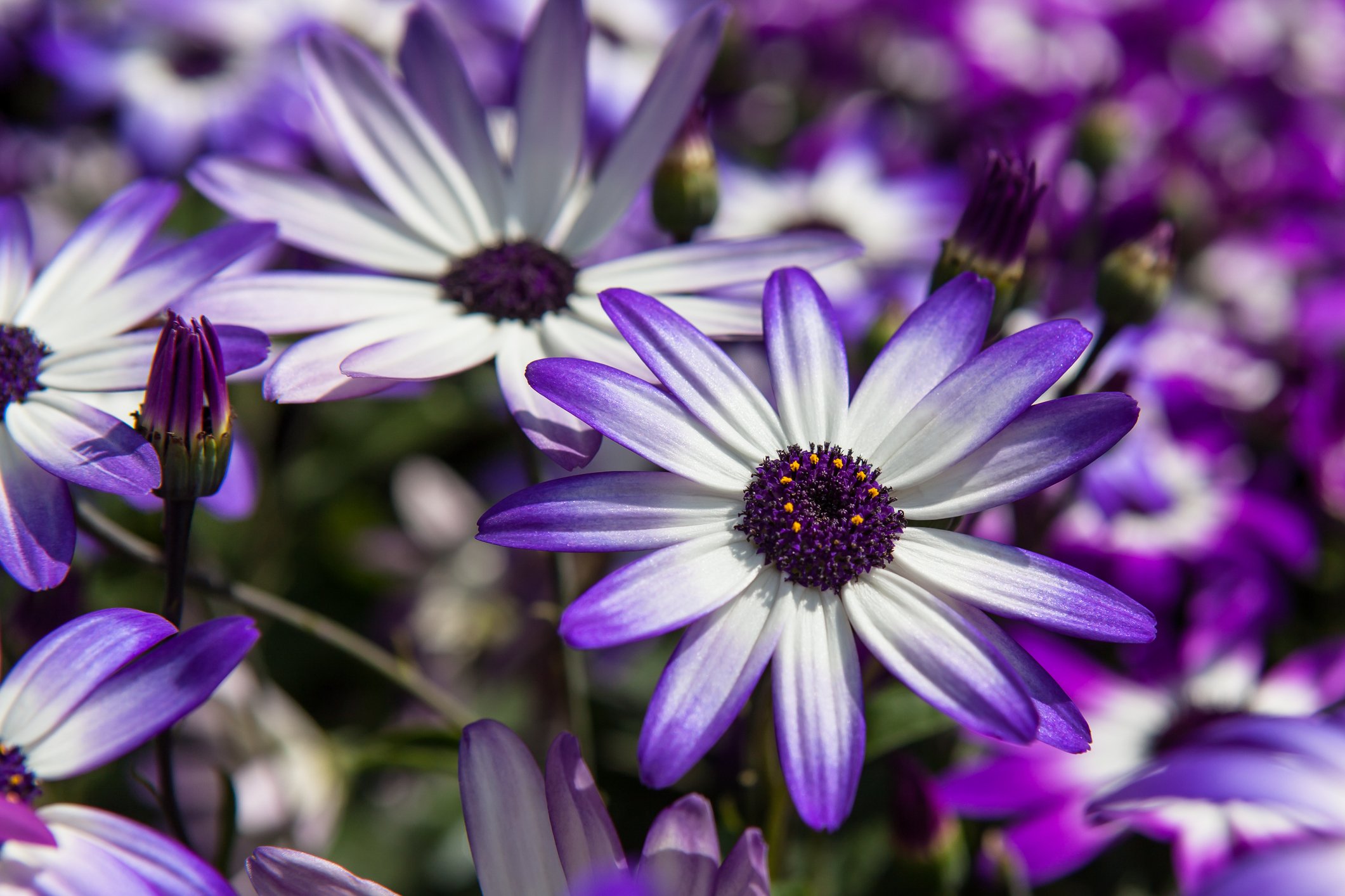 Cineraria: The Ultimate Home Growing Guide - The Habitat