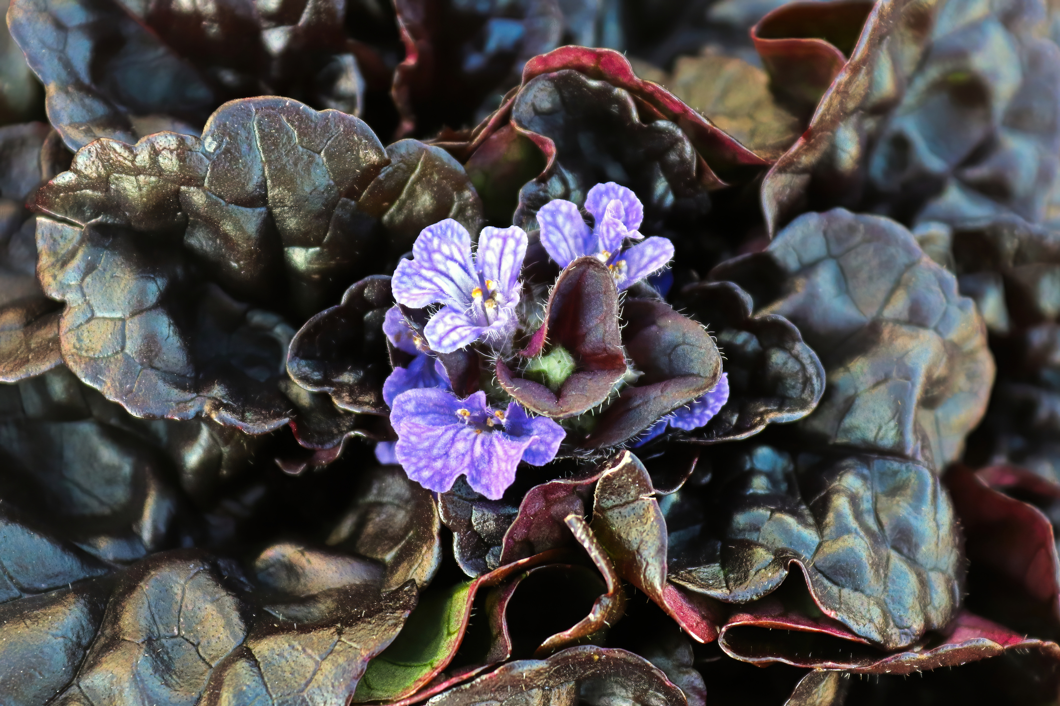 Great Groundcover: How to Cultivate Ajuga - The Habitat