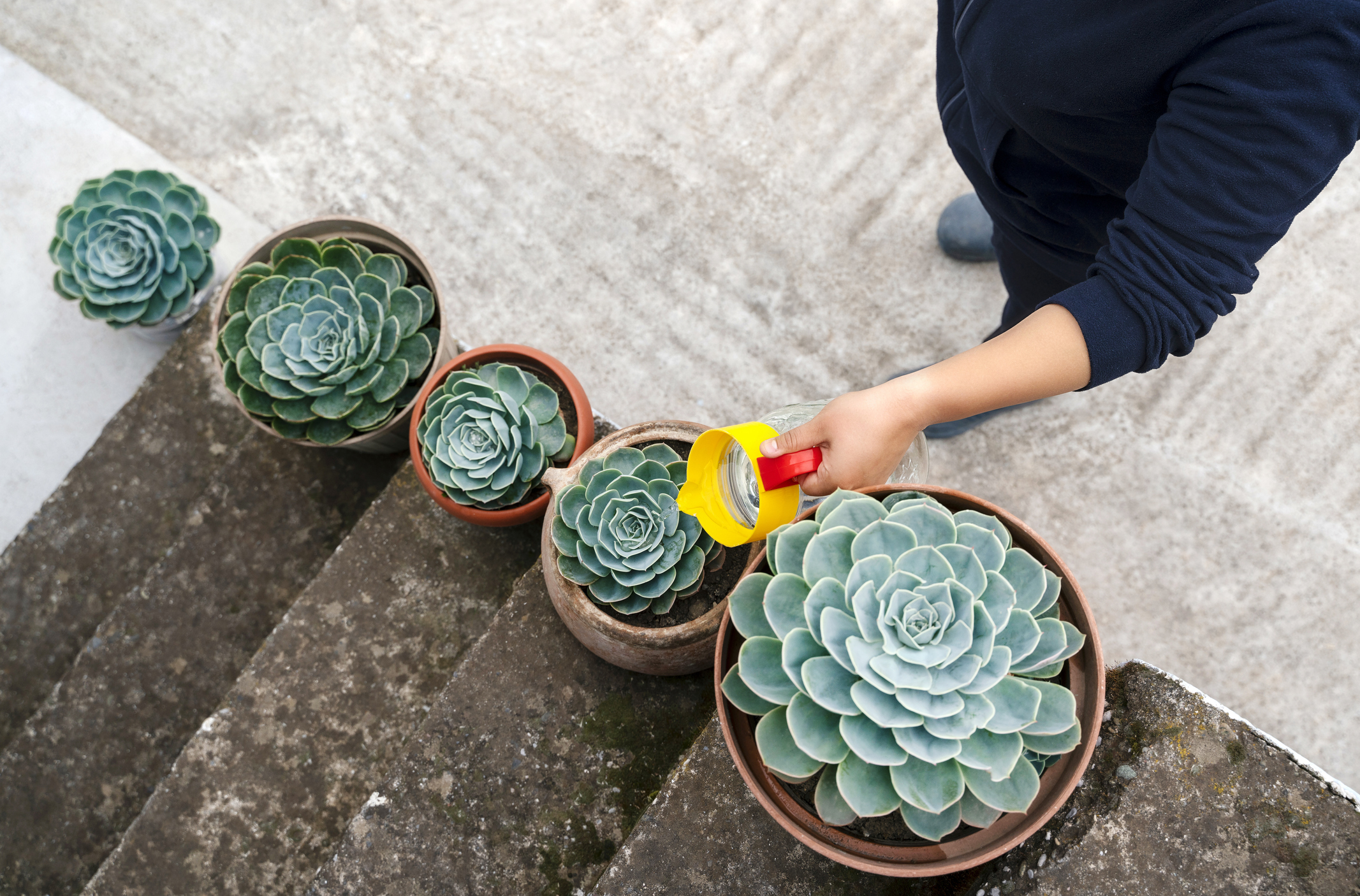 Succulent 101: FAQs for Beginners - The Habitat