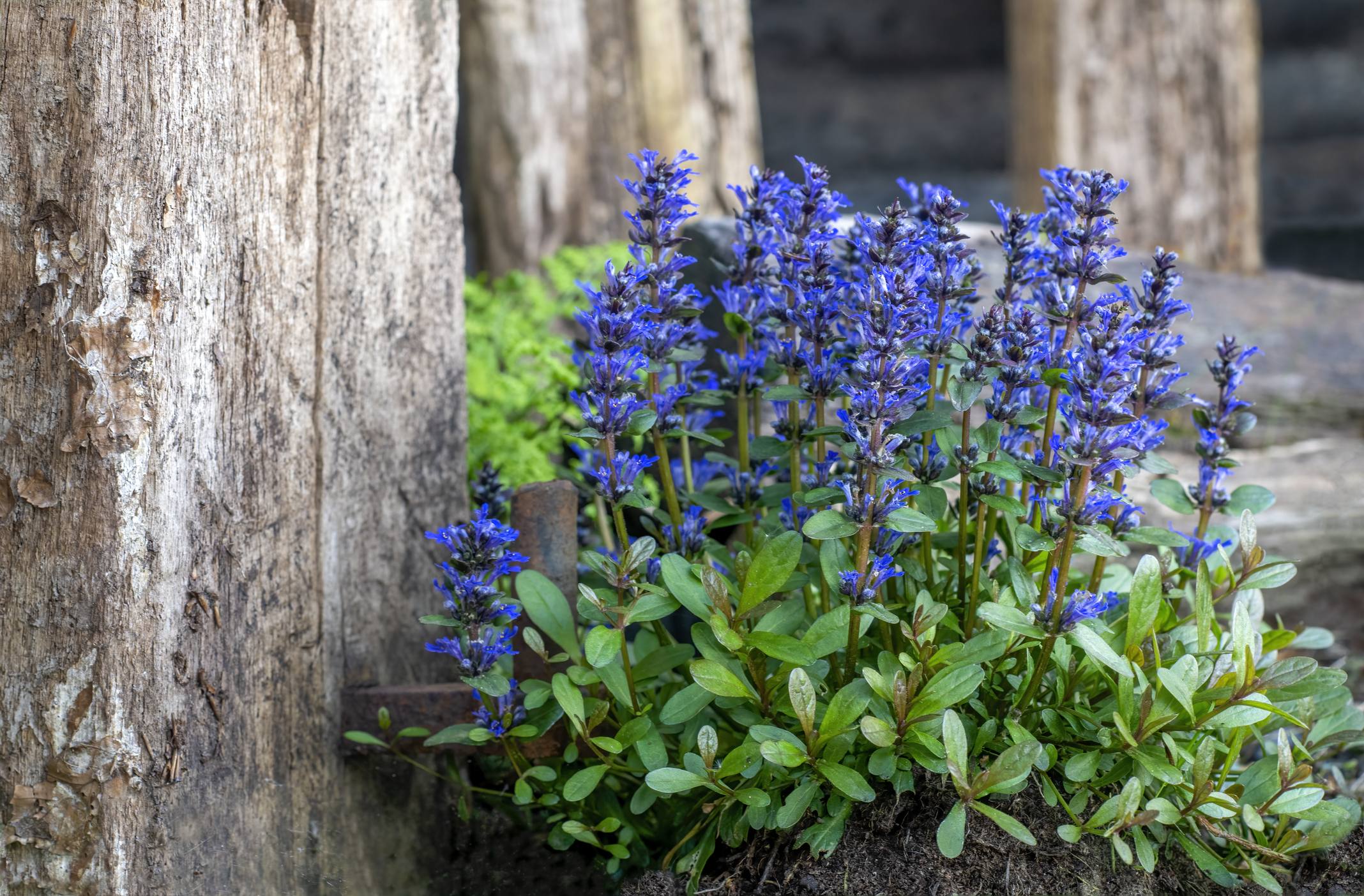 Great Groundcover: How to Cultivate Ajuga - The Habitat