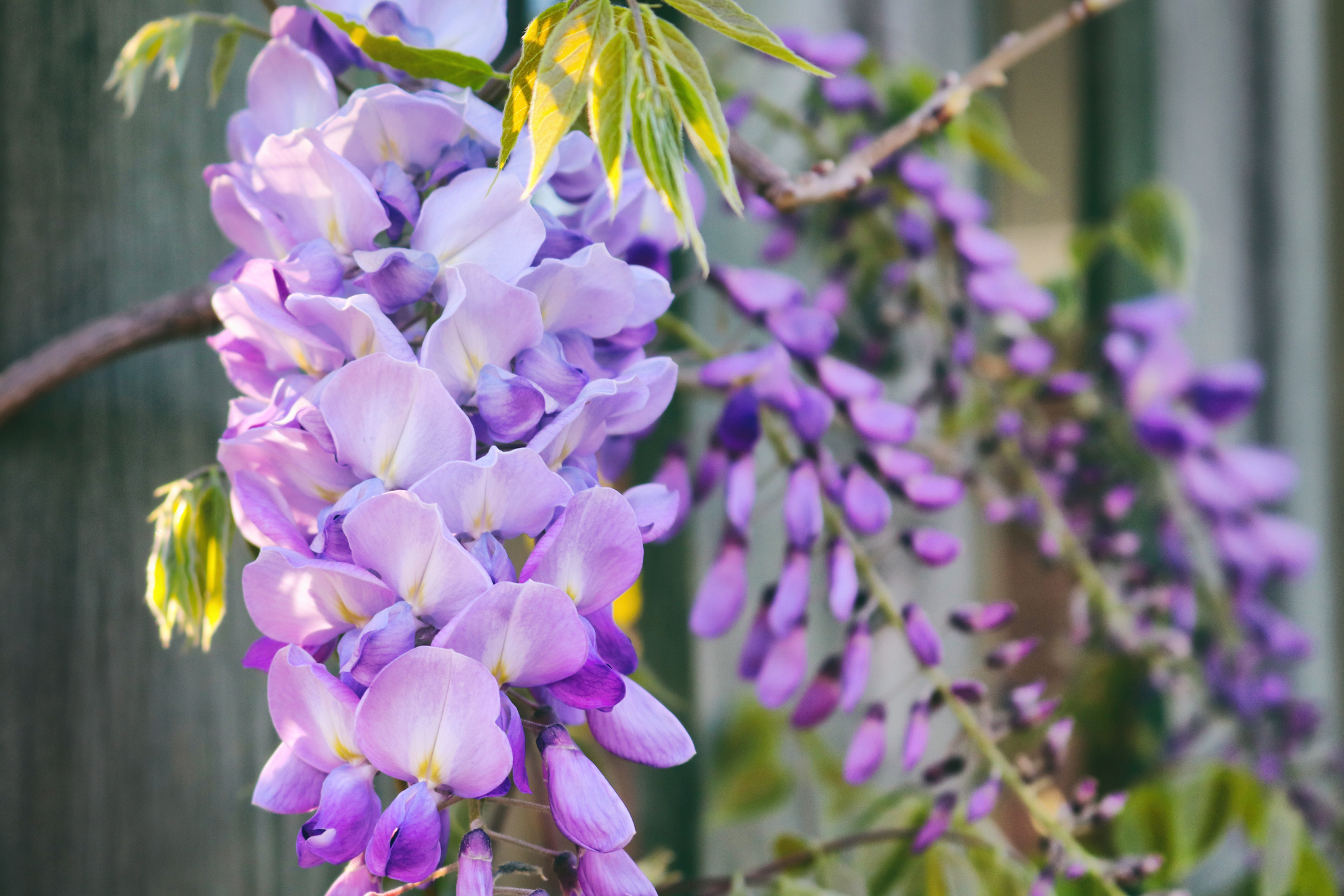 Adorn Your Yard With Wisteria - The Habitat