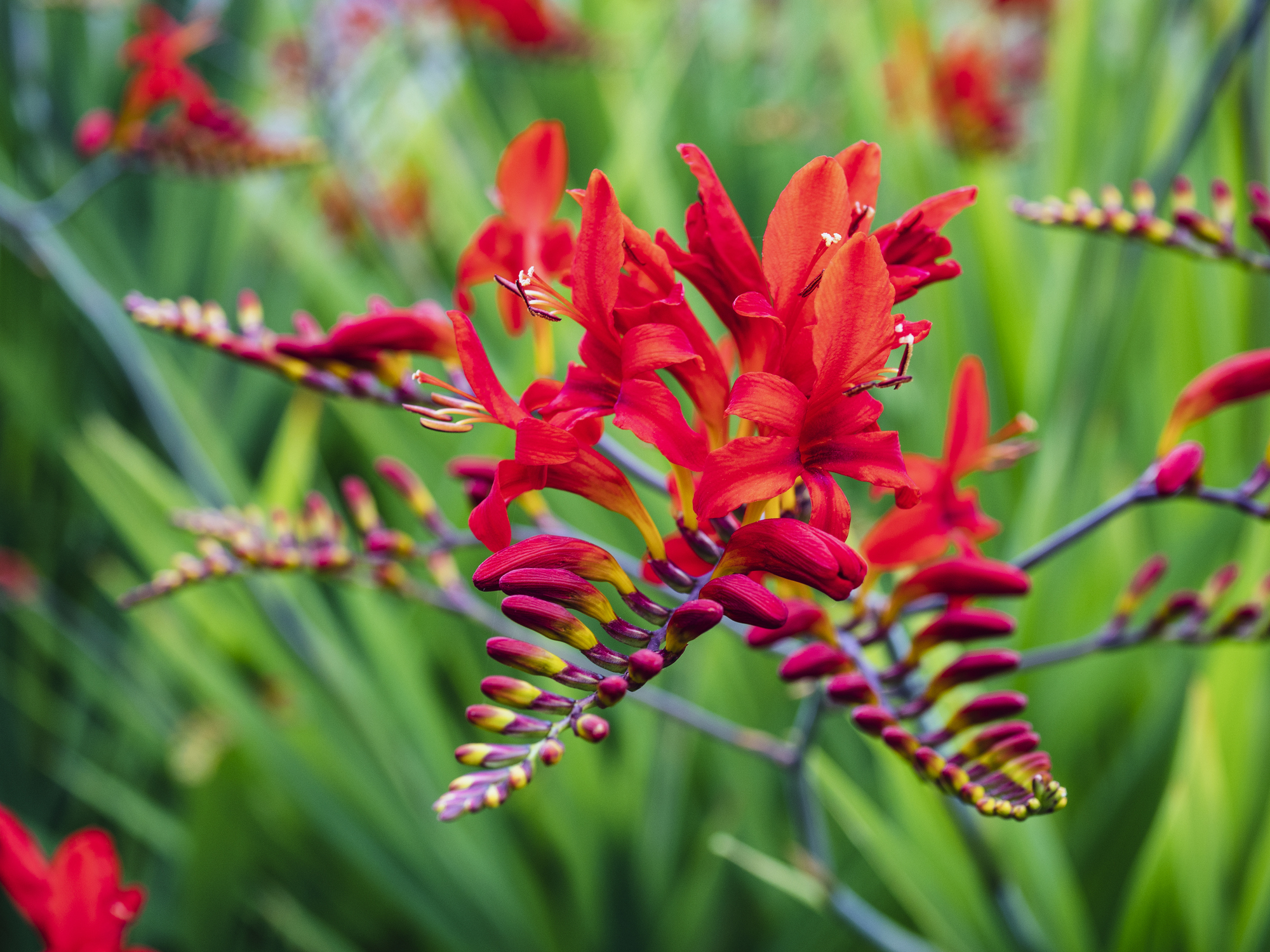 Add Color to Your Garden With Crocosmia - The Habitat