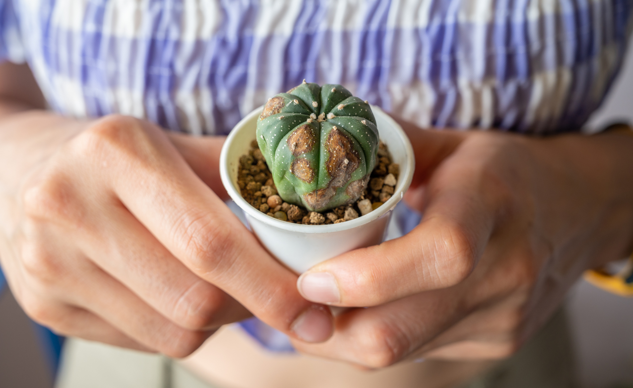 Succulent 101: FAQs for Beginners - The Habitat