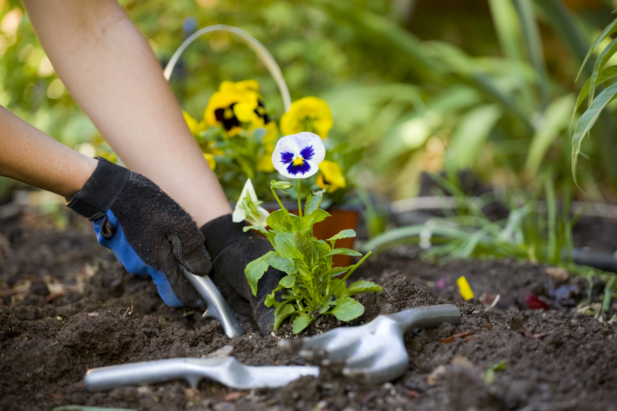 How to Grow Pansies in Your Garden - The Habitat