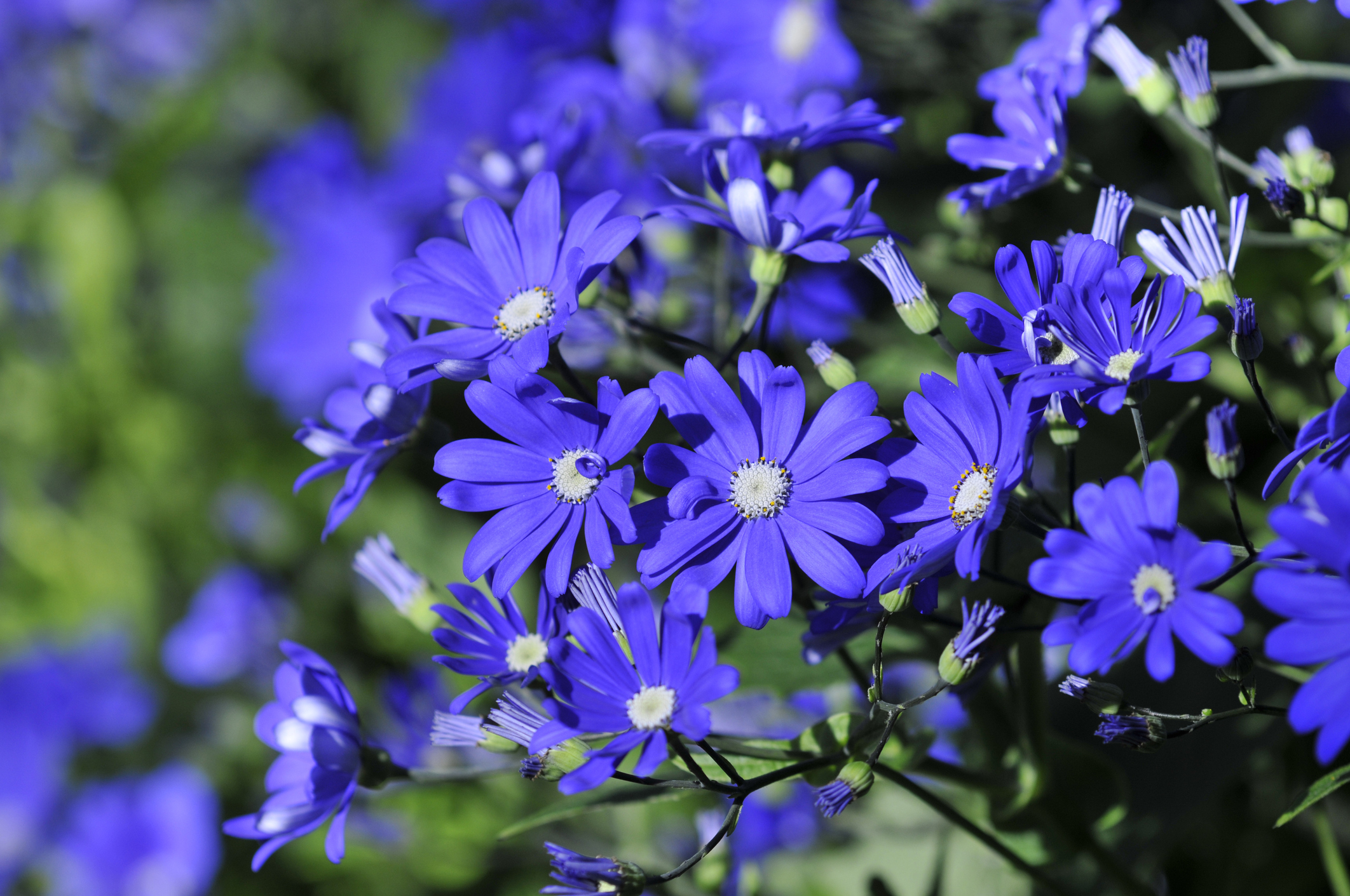 Cineraria: The Ultimate Home Growing Guide - The Habitat