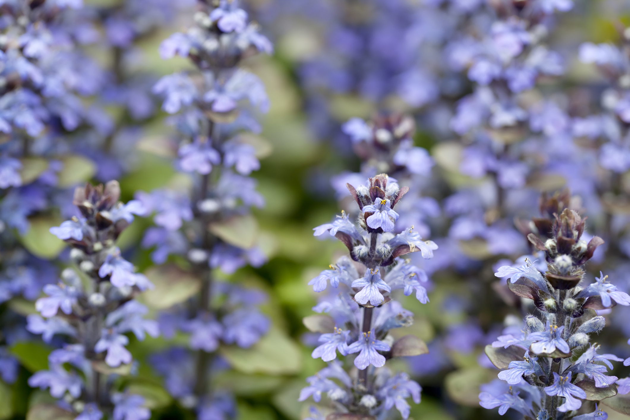 Great Groundcover: How to Cultivate Ajuga - The Habitat