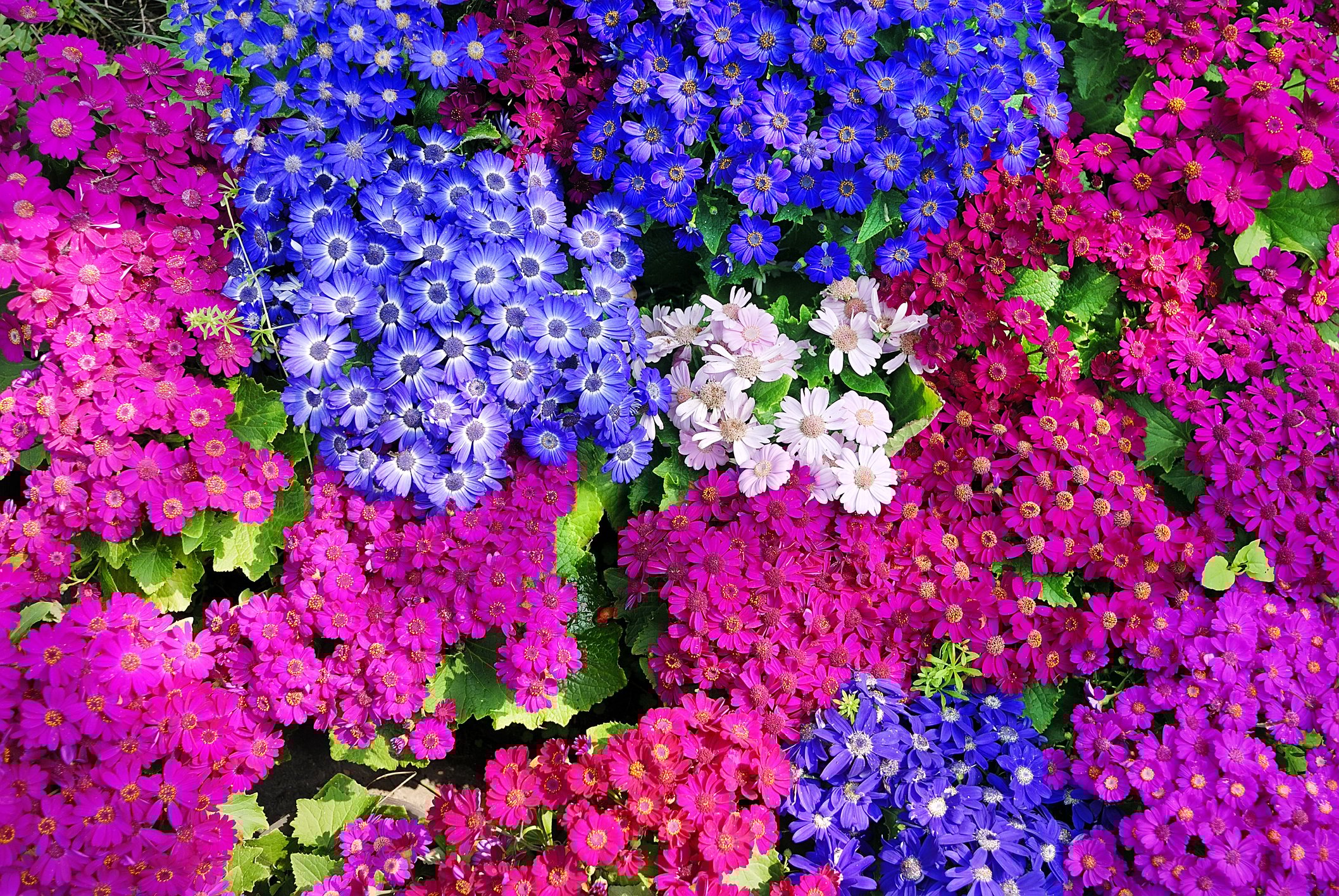 Cineraria: The Ultimate Home Growing Guide - The Habitat