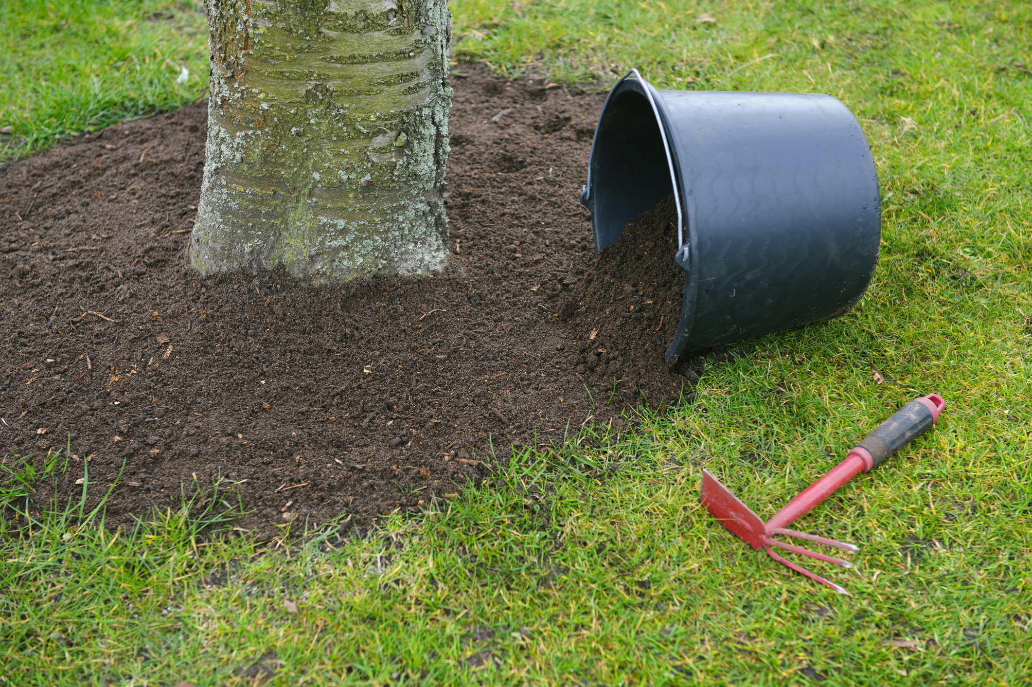 10 Tips for Healthy Fruit Trees - The Habitat