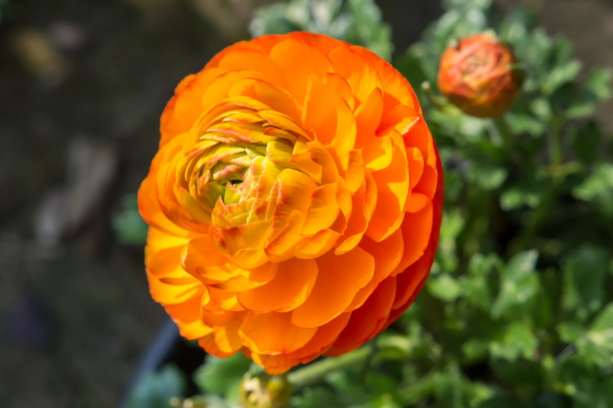 How to Grow Ranunculus - The Habitat